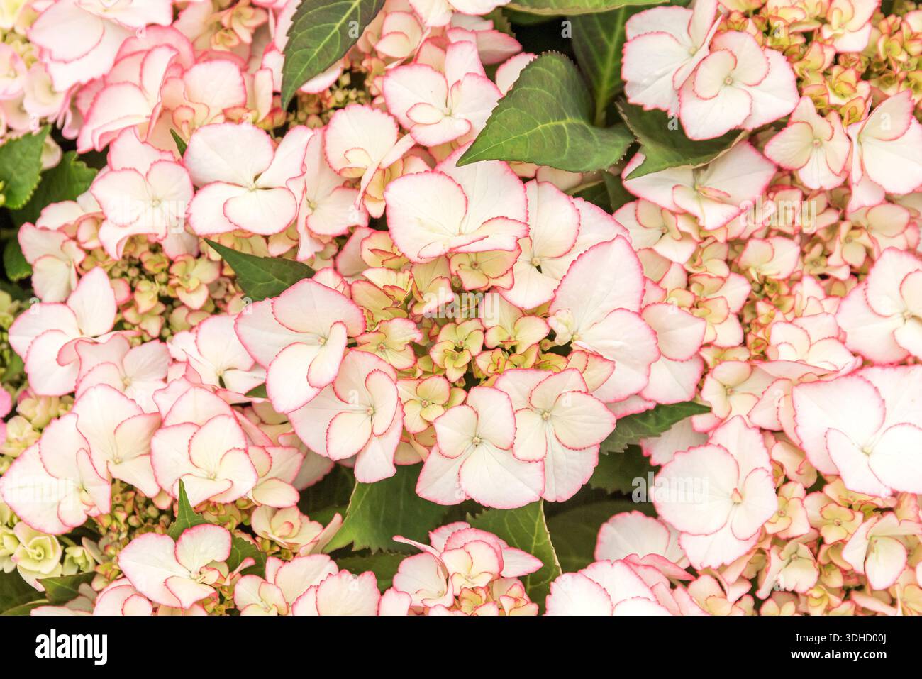 Hydrangea macrophylla hovaria love you kiss hi-res stock photography ...