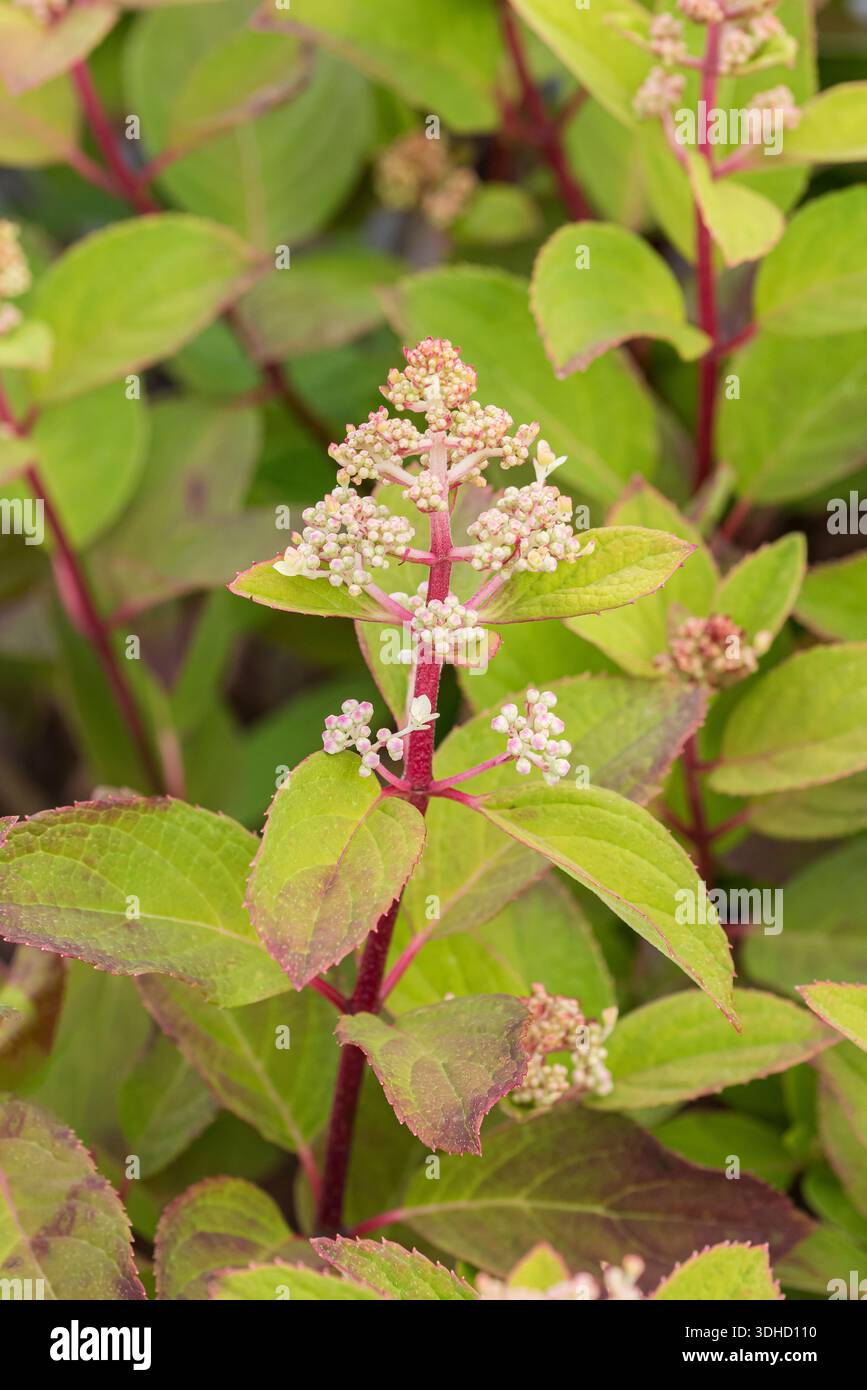 Hydrangea paniculata baby lace hi-res stock photography and images - Alamy