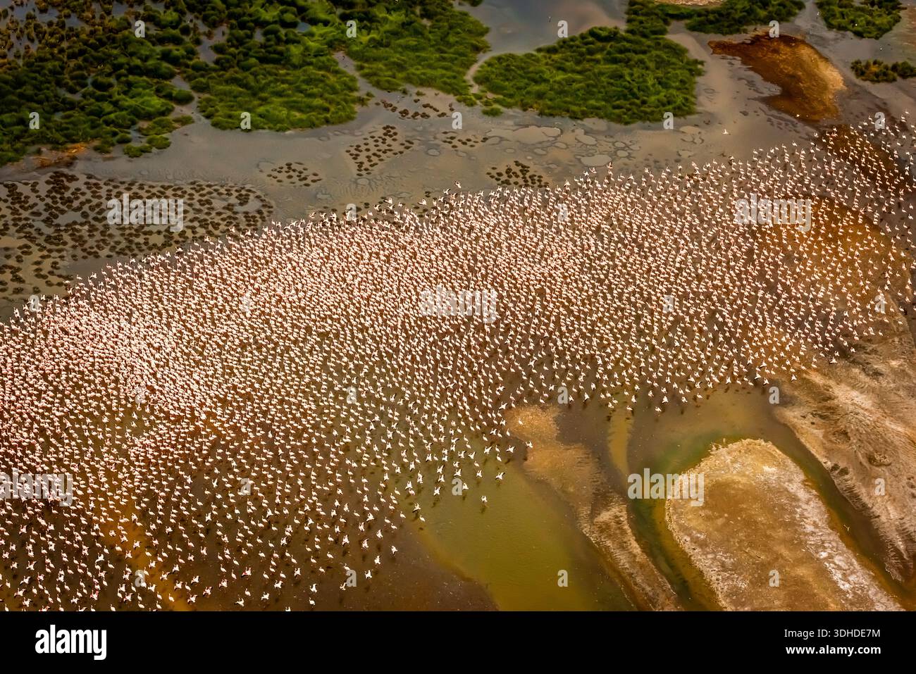 images of pink flamingos from a helicopter above Lake Magadi in the ...