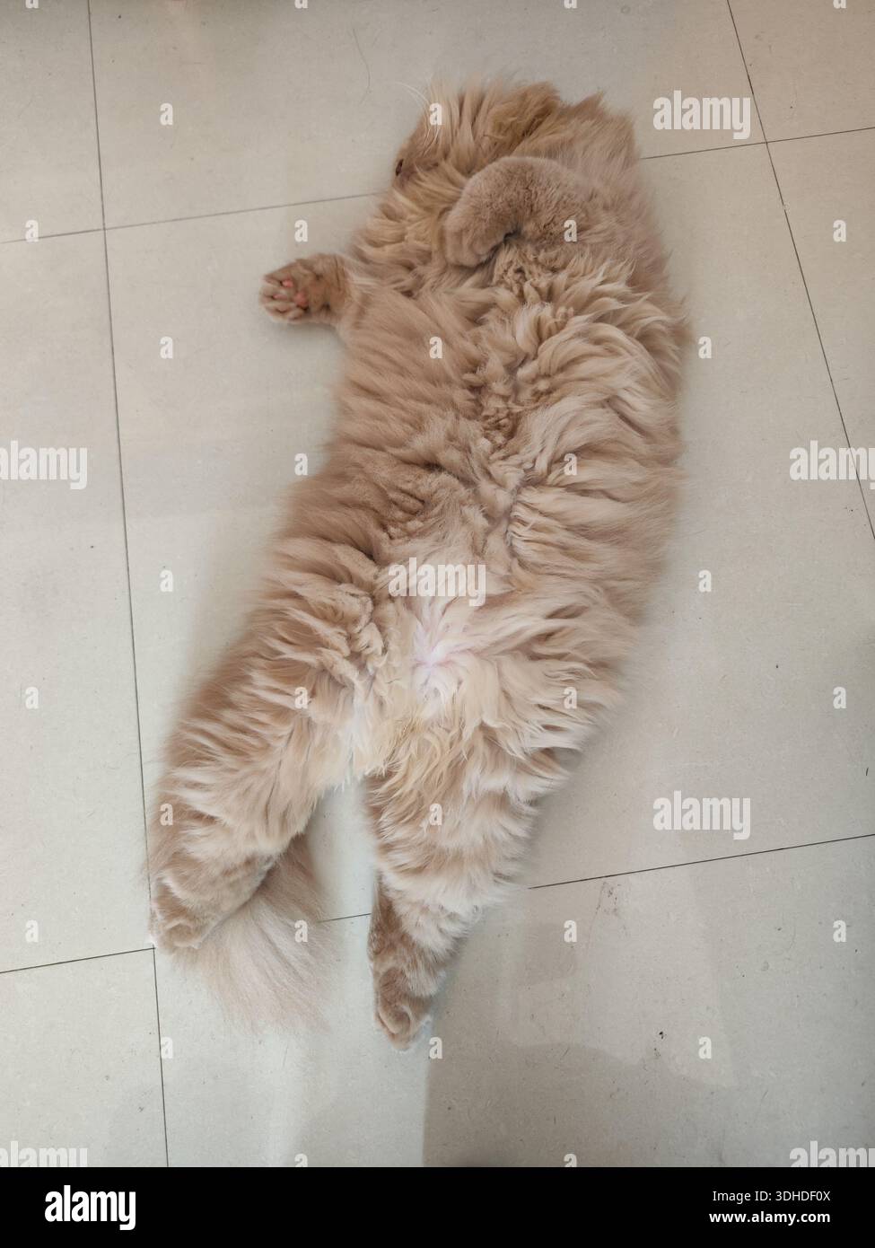 Fluffy cat lying on its back on tiled floor, showing belly and paws ...