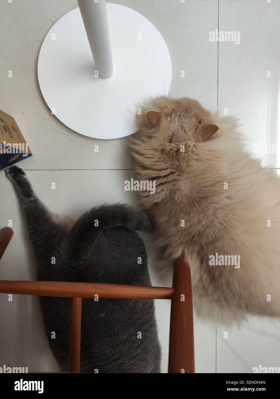 Two Fluffy Cats Curiously Investigating a White Floor Lamp Base Stock ...