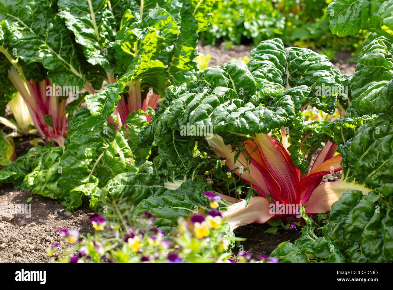 Swiss summer hi-res stock photography and images - Alamy