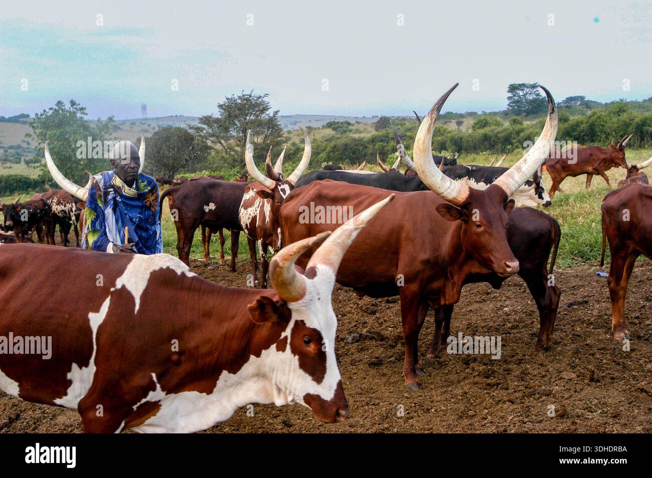Pastoral traditions uganda hi-res stock photography and images - Alamy
