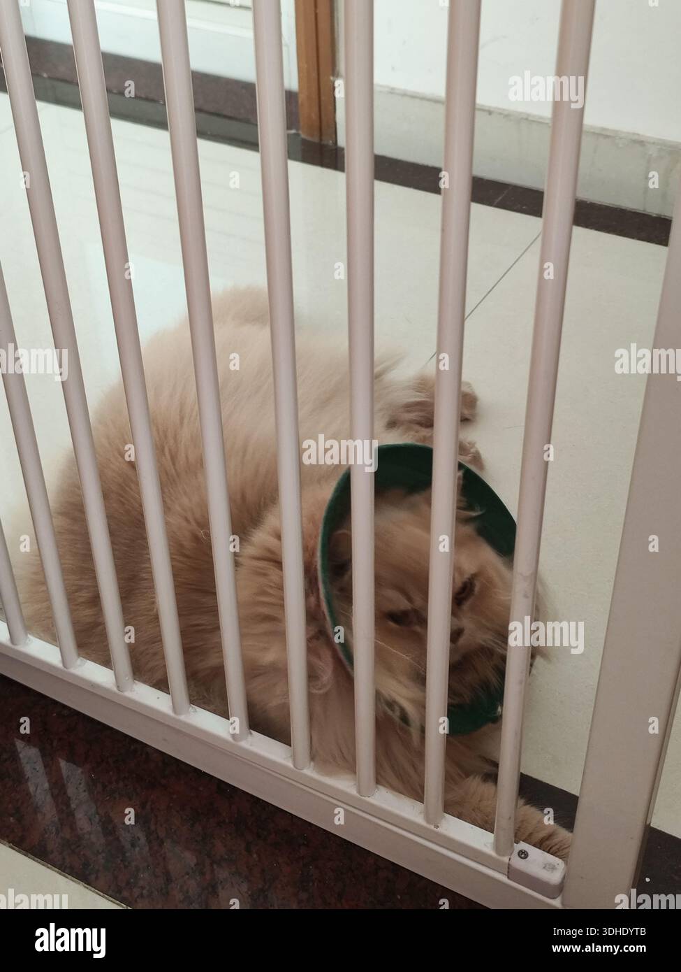 Fluffy cat wearing cone of shame behind baby gate Stock Photo - Alamy