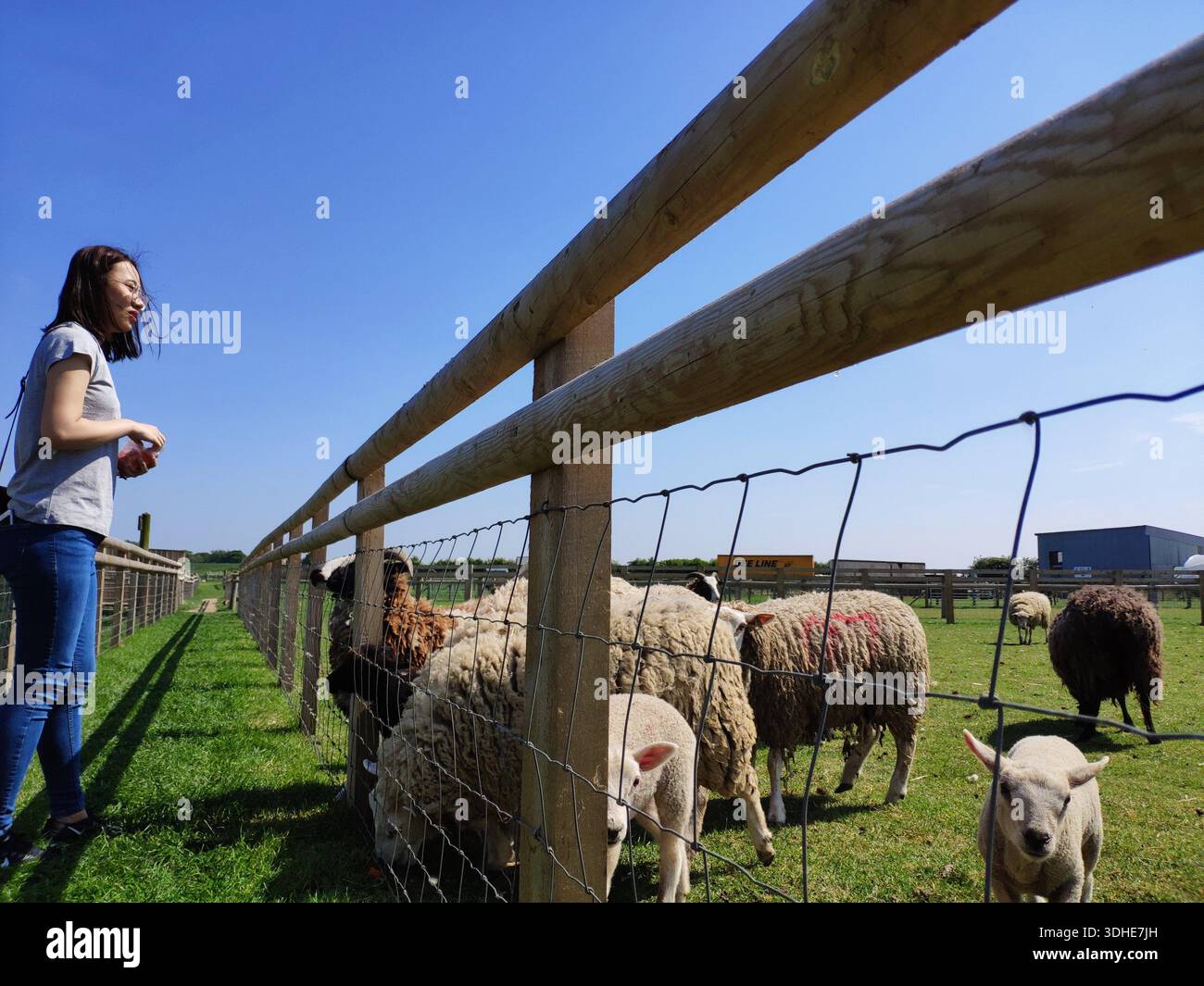 Woman observing sheep behind hi-res stock photography and images - Alamy