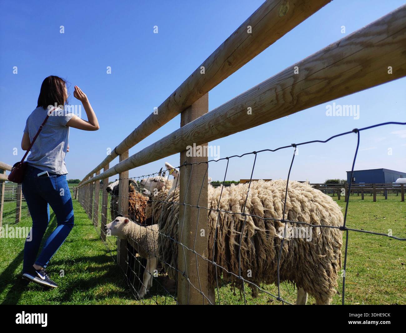 Woman observing sheep behind hi-res stock photography and images - Alamy