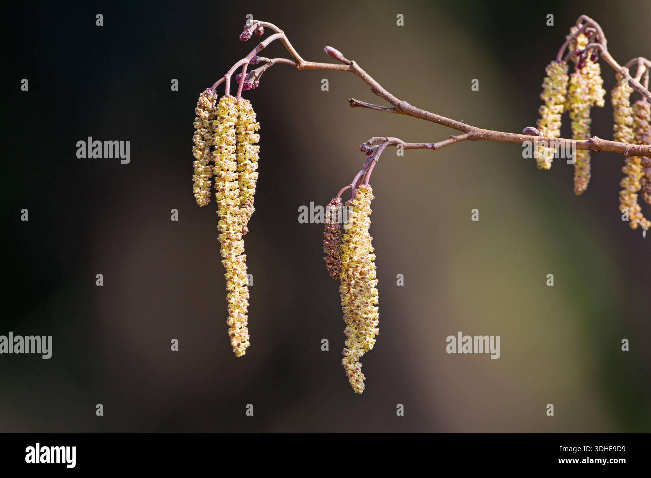 Common alder Alnus glutinosa catkins Winnall Moors Nature Reserve ...