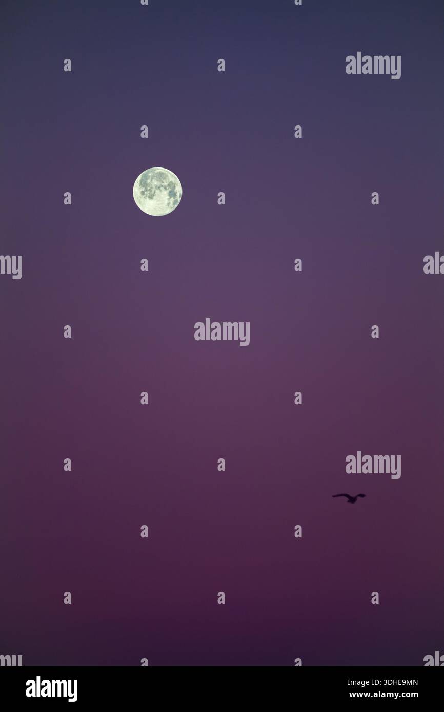 A serene scene of the moon illumining the twilight sky with a solitary ...