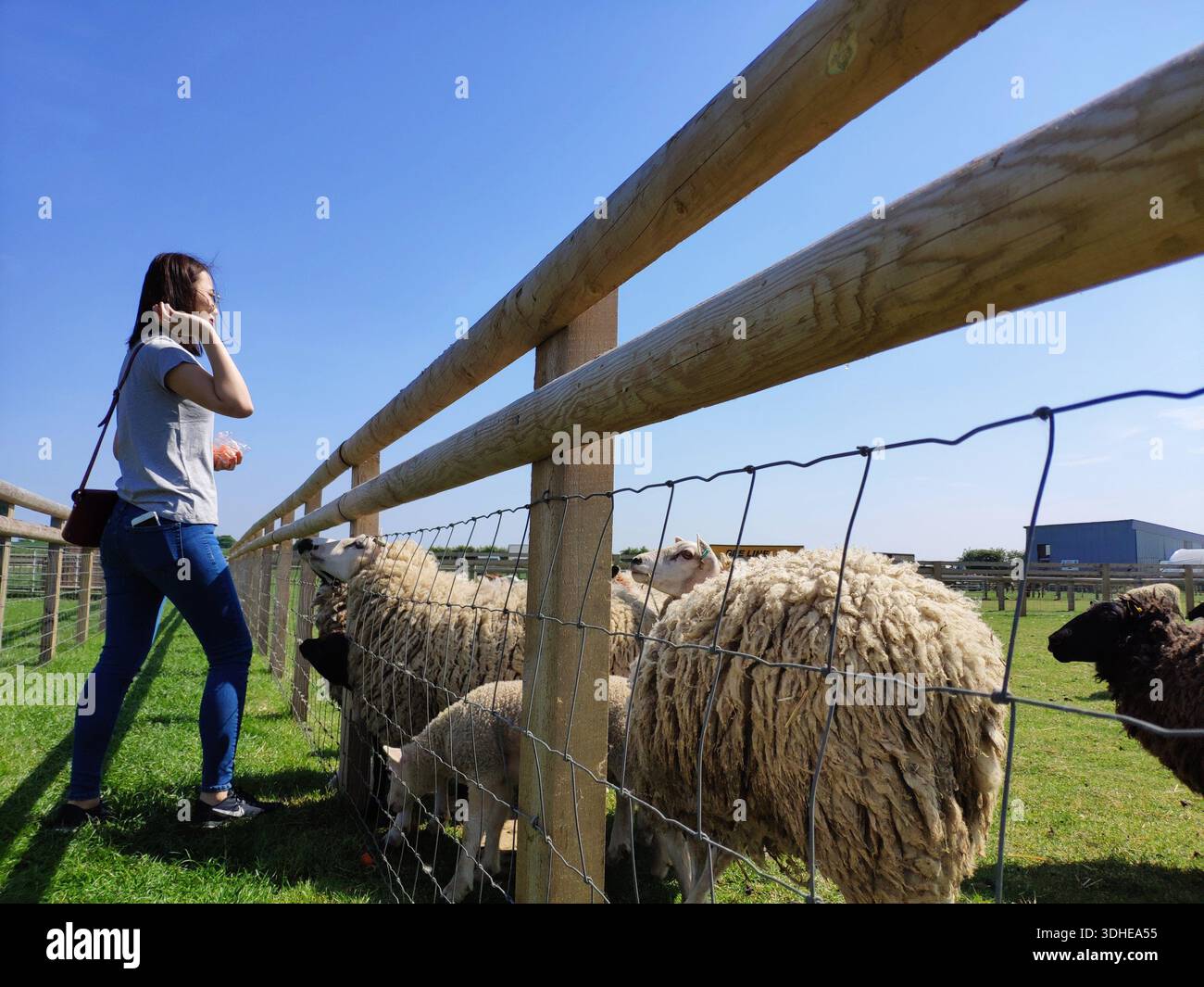 Woman observing sheep behind hi-res stock photography and images - Alamy