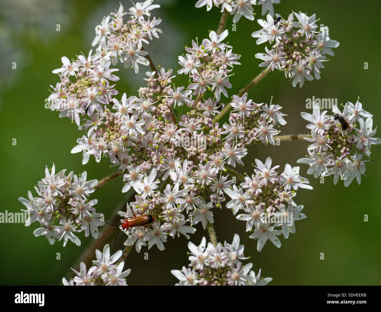 Comm butterfly hi-res stock photography and images - Alamy
