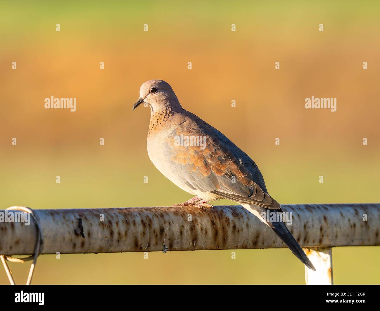Laughing doves south africa hi-res stock photography and images - Alamy