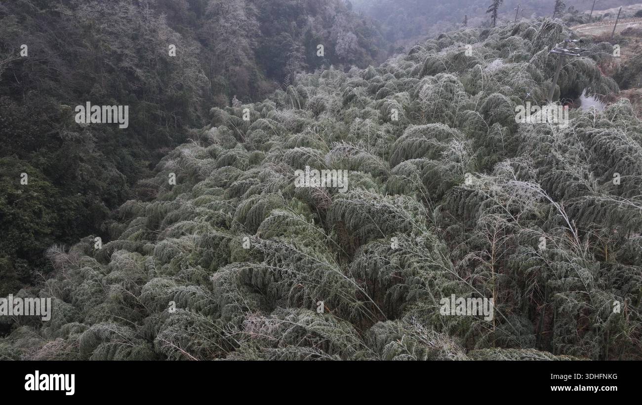 RONG'AN, CHINA - JANUARY 21, 2026 - Trees and vegetation in the high ...