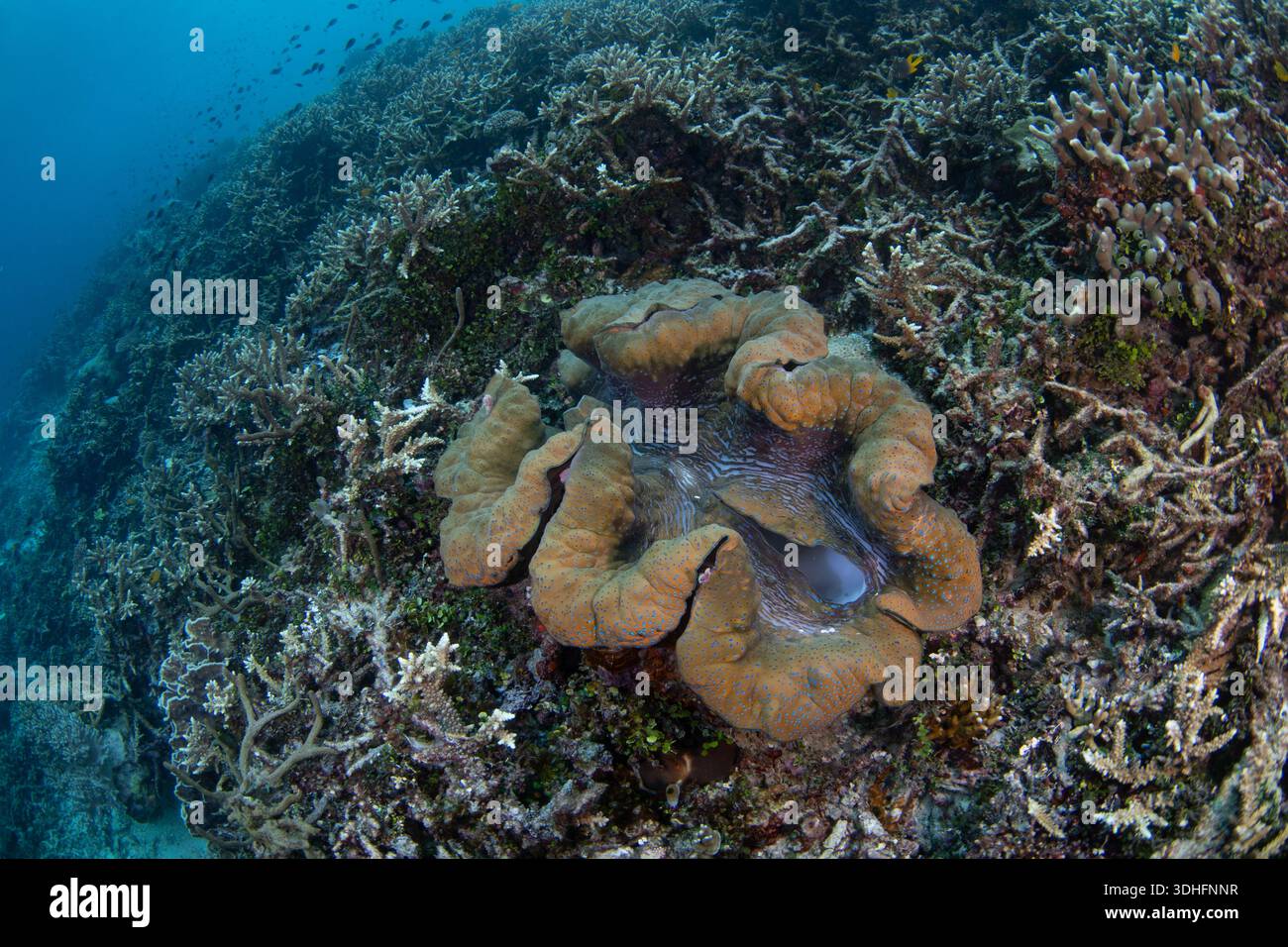 A giant clam, Tridacna gigas, grows on a coral reef in Raja Ampat ...