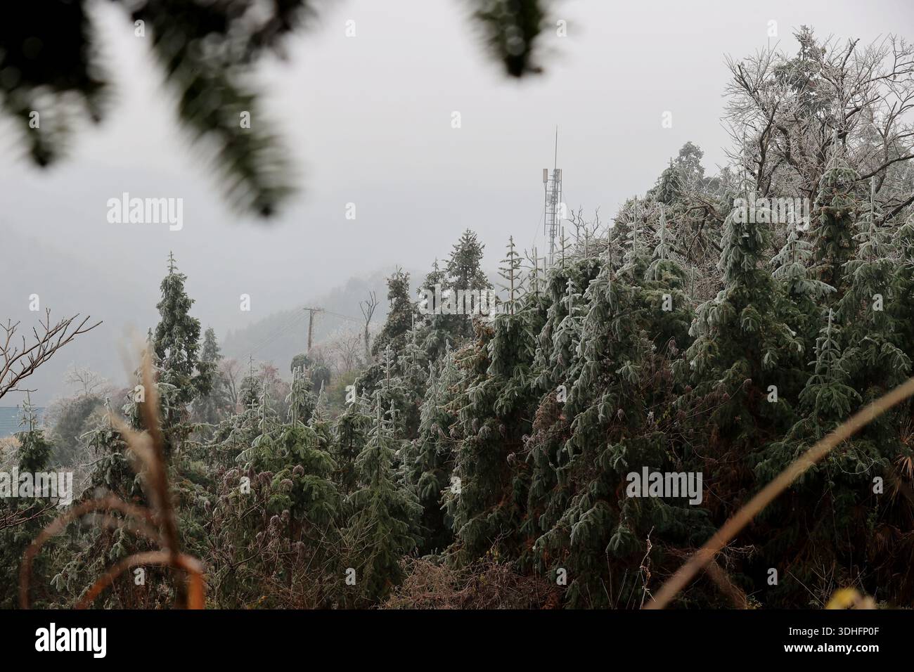 RONG'AN, CHINA - JANUARY 21, 2026 - Trees and vegetation in the high ...