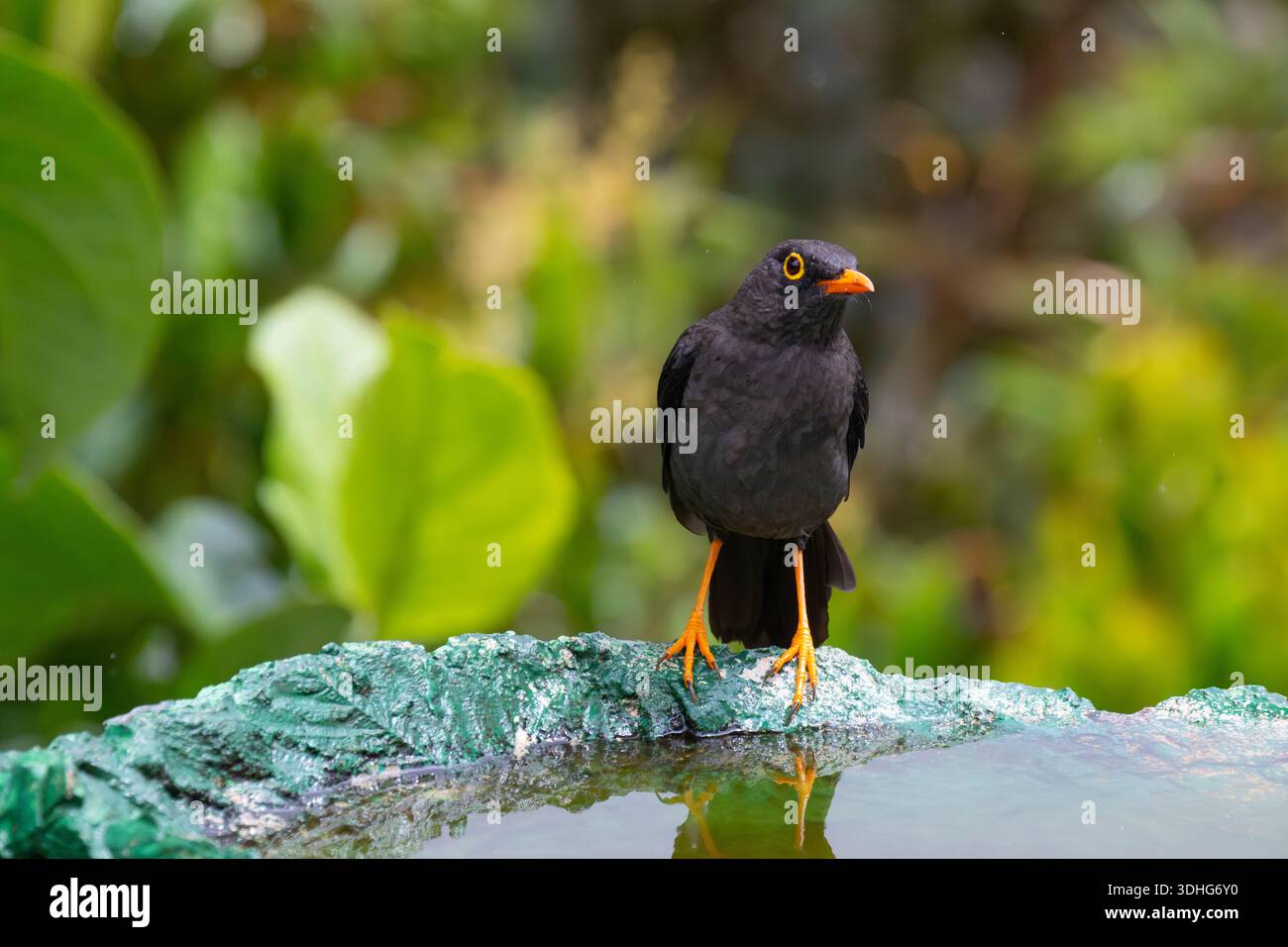 Great Thrush (Turdus fuscater) at a bird bath, Mirador el Roble ...
