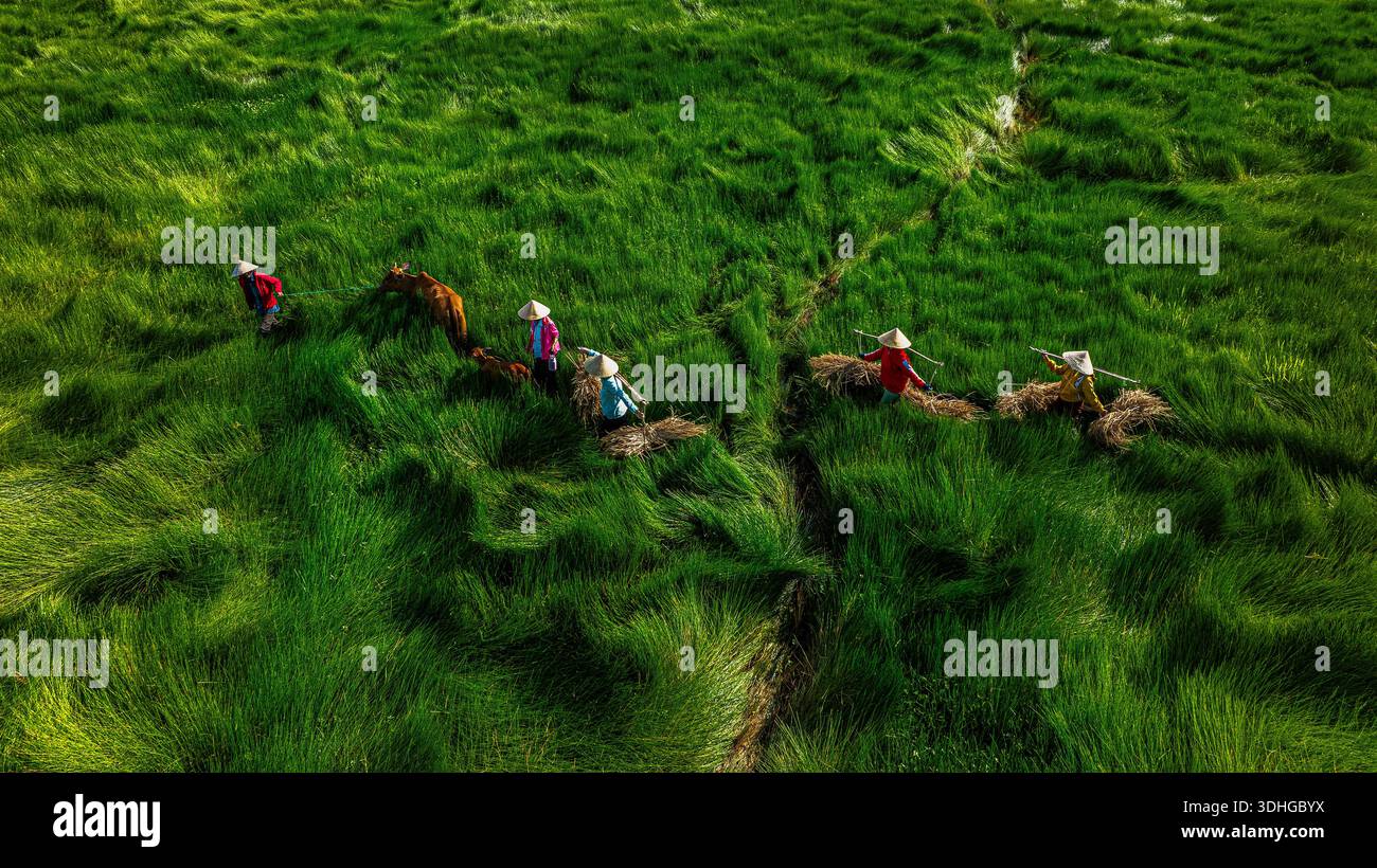 Sedge farmers are on their way home and cross their sedge fields Stock ...