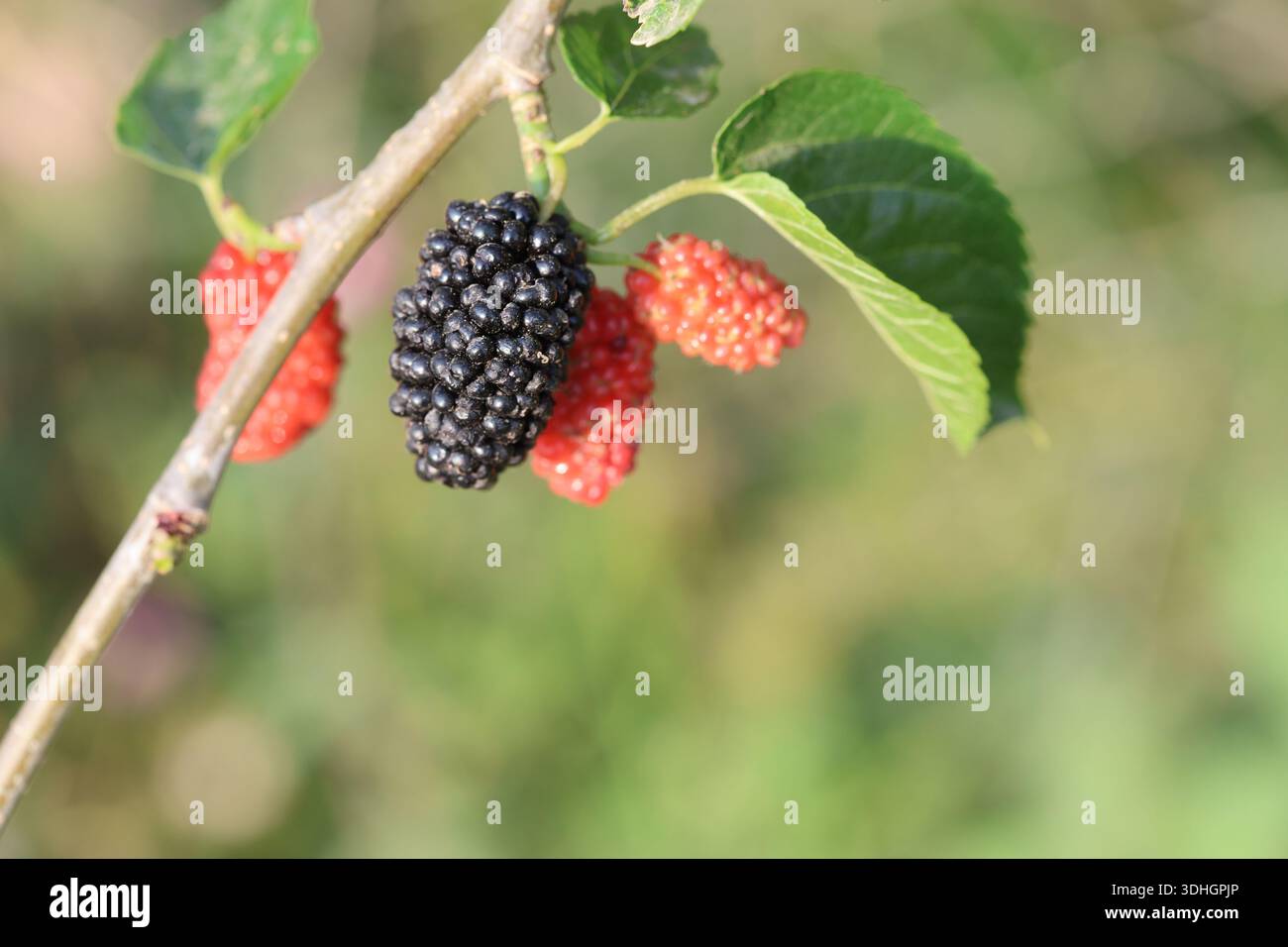 Morus rubra, commonly known as the red mulberry, is a species of ...