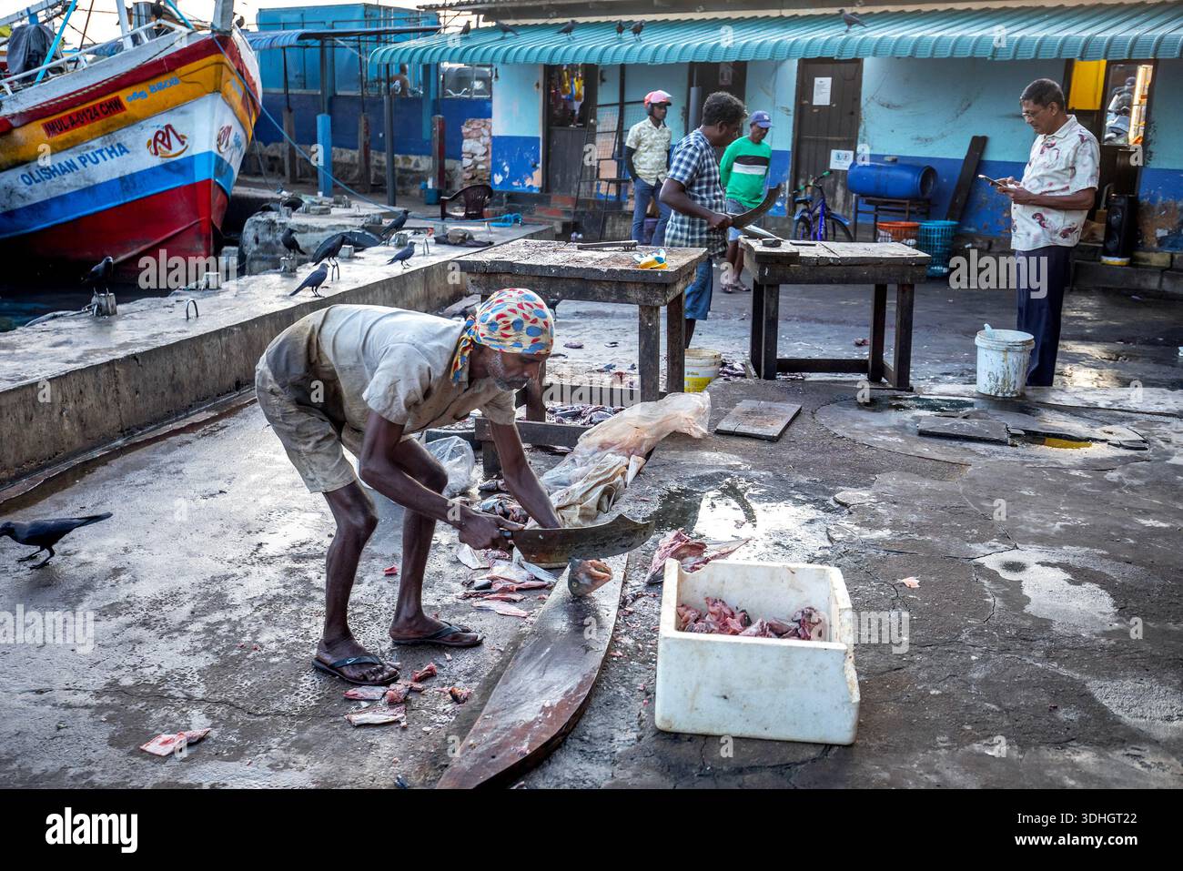 NEGOMBO, SRI LANKA - JANUARY 20, 2026 : A fishmonger cuts fish heads ...