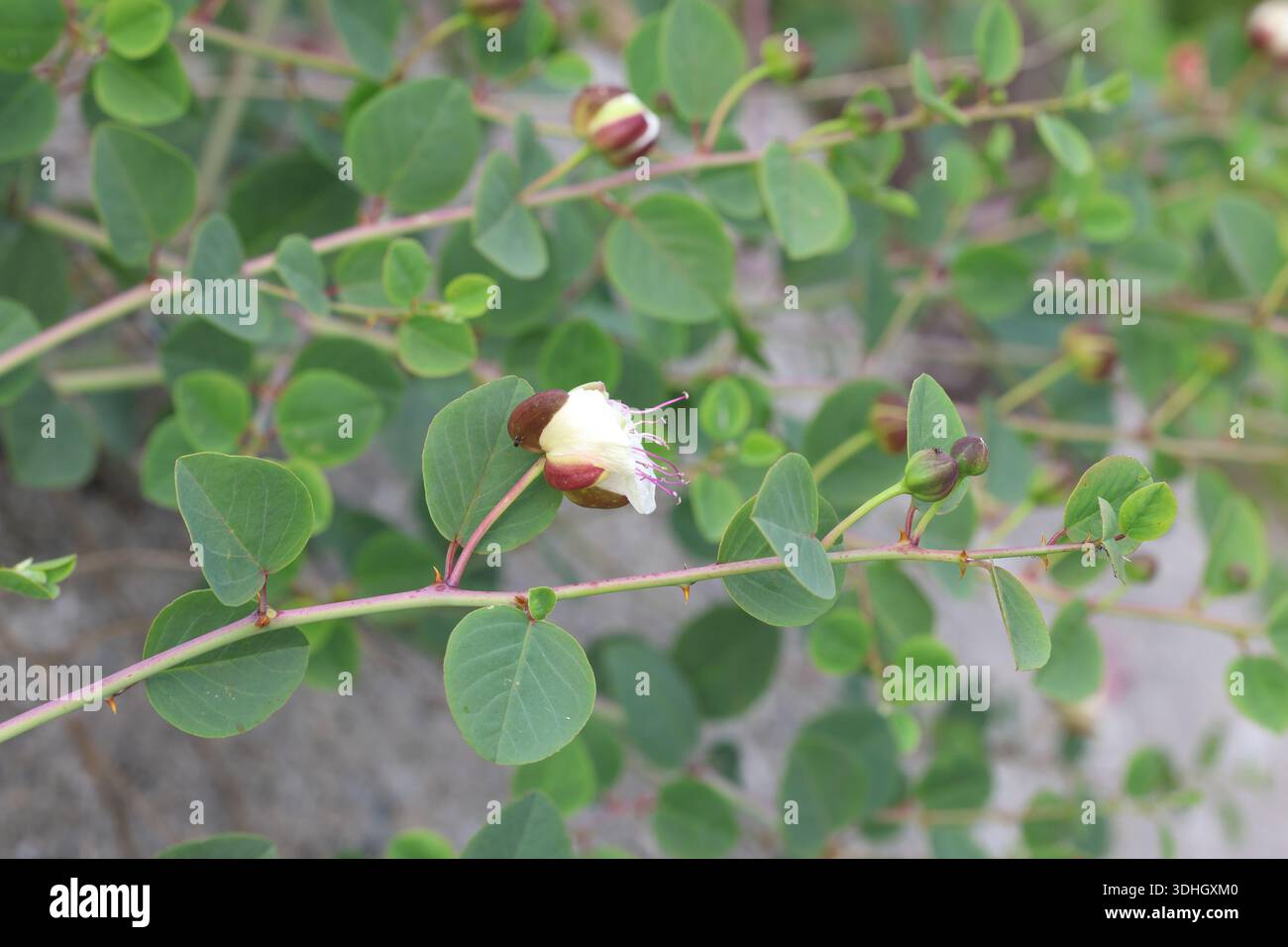 flowers and leaves Capparis spinosa (caper bush Stock Photo - Alamy