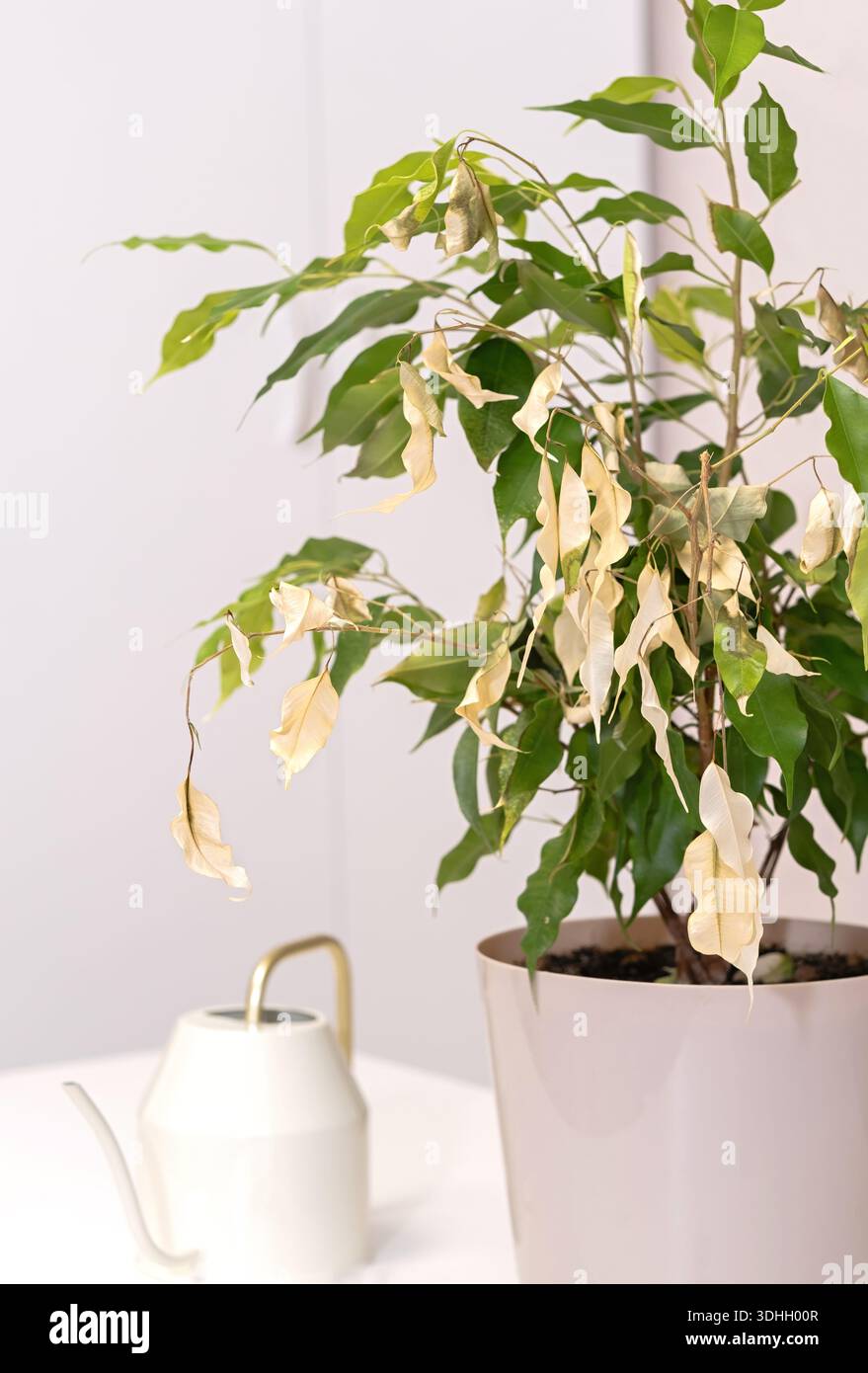 Botany problem hi-res stock photography and images - Alamy