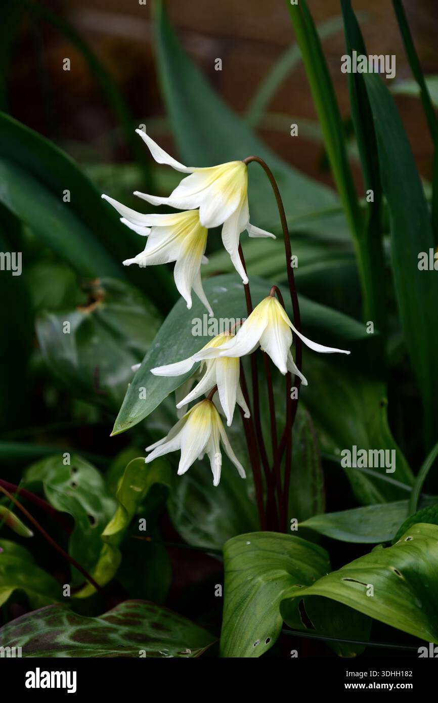 Erythronium multiscapideum var cliftonii hi-res stock photography and ...