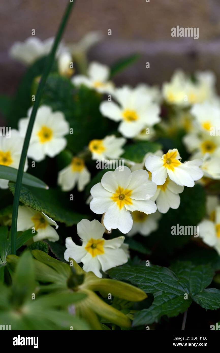 Slug damaged primroes hi-res stock photography and images - Alamy