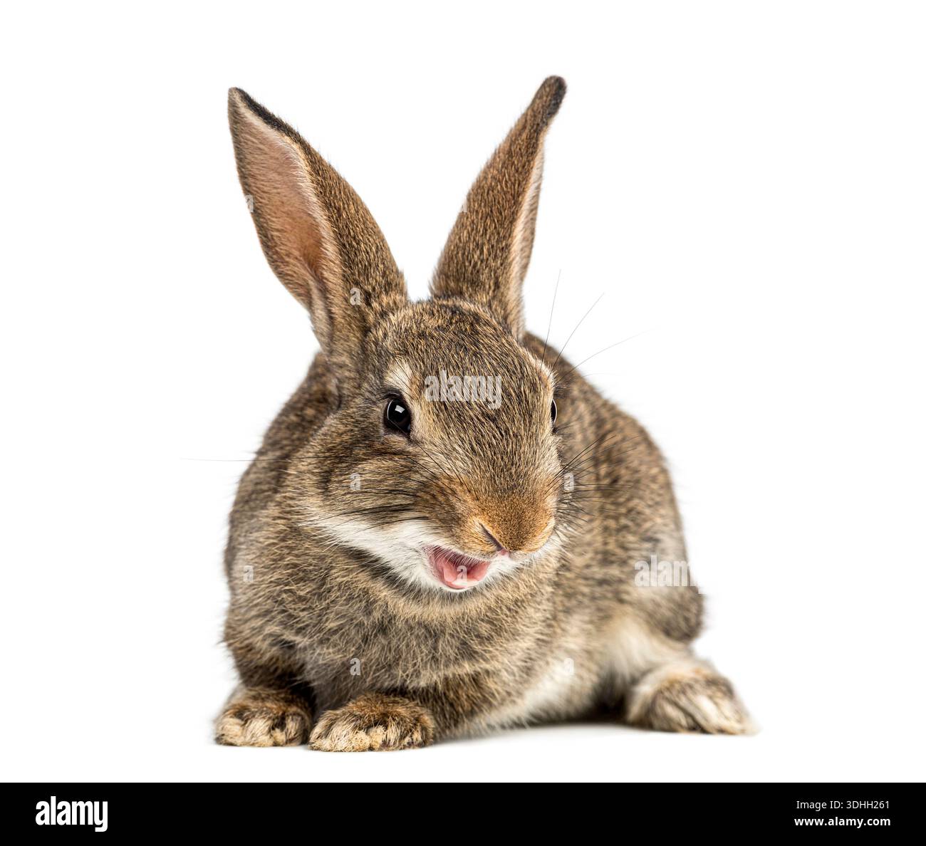 Two months old Cute rabbit, Oryctolagus cuniculus, yawning, showing its ...