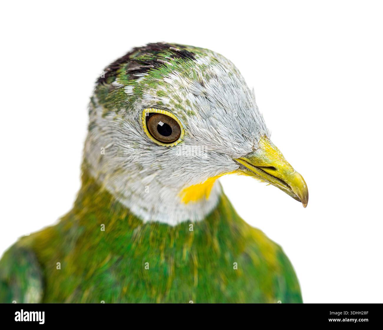 Black-naped Fruit Dove, Ptilinopus melanospilus, 3,5 months old, head ...