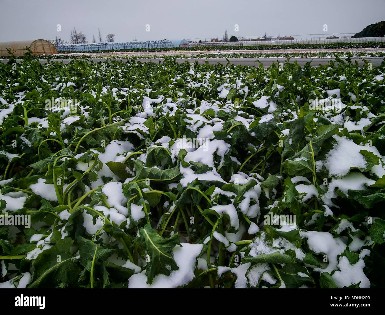 Wheat fields and vegetables are covered by snow in Yunmeng County ...