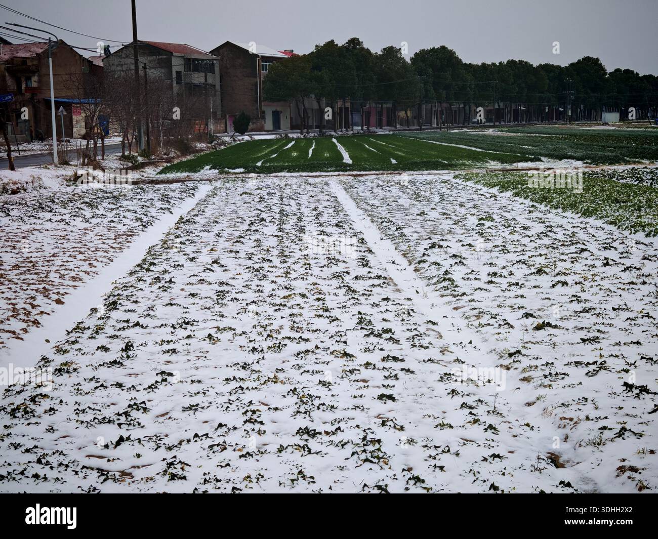 Wheat fields and vegetables are covered by snow in Yunmeng County ...