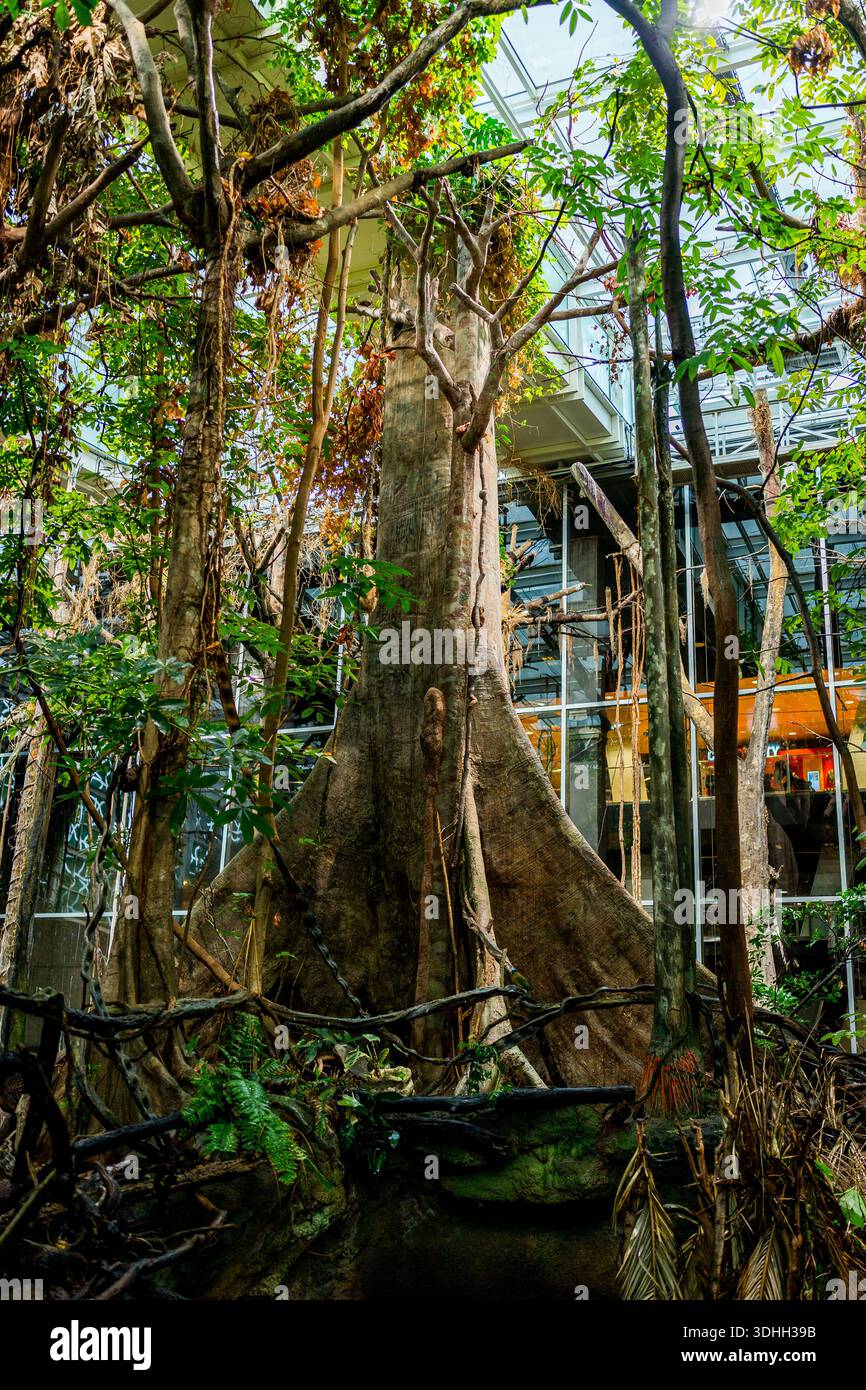 kapok tree or ceiba tree, tropical tree of the amazon forest, close up ...