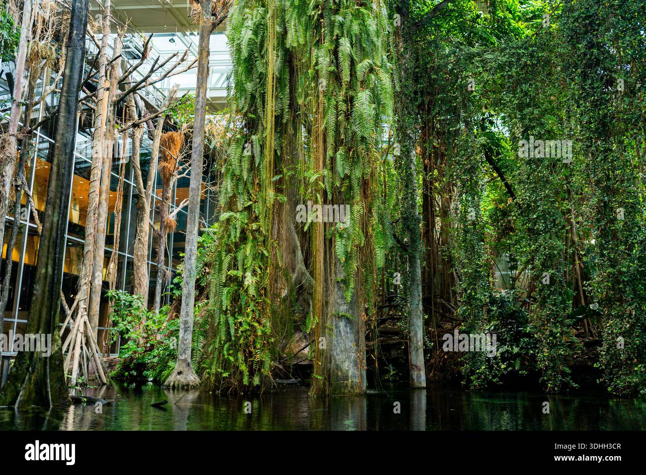 kapok tree or ceiba tree, tropical tree of the amazon forest, close up ...