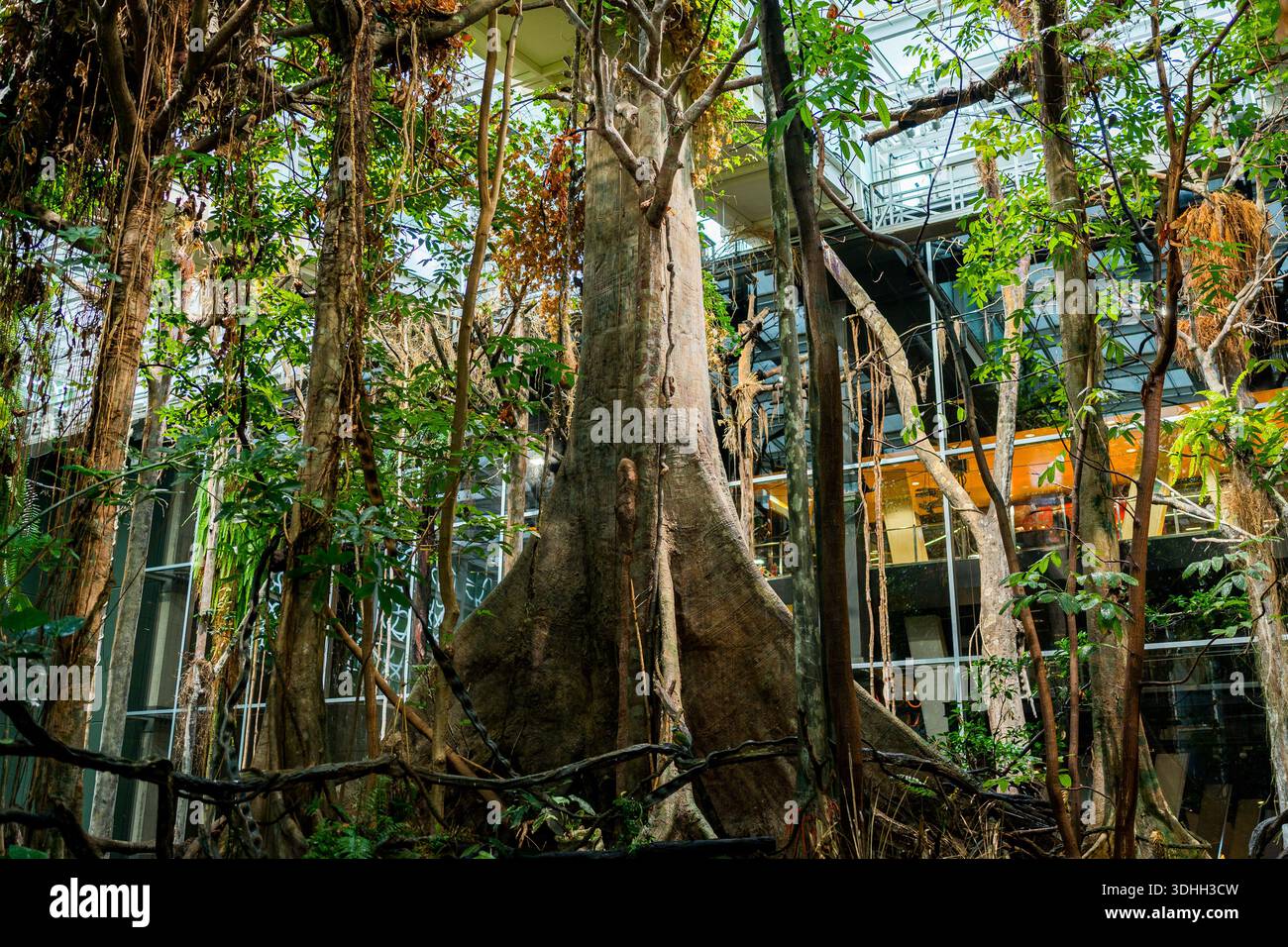 kapok tree or ceiba tree, tropical tree of the amazon forest, close up ...