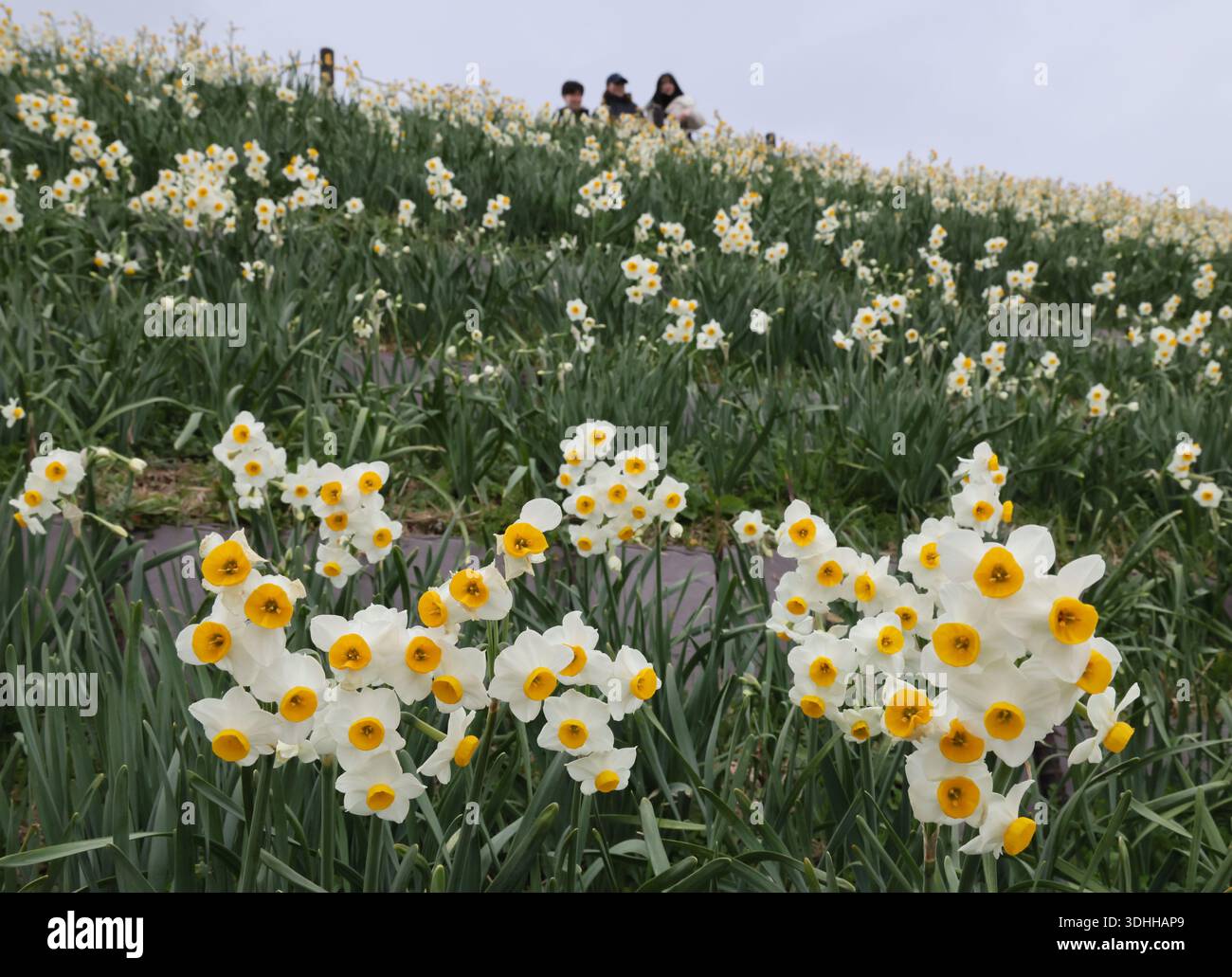 Flowers of Narcissus (daffodil / narcissus / jonquil) are in full bloom ...