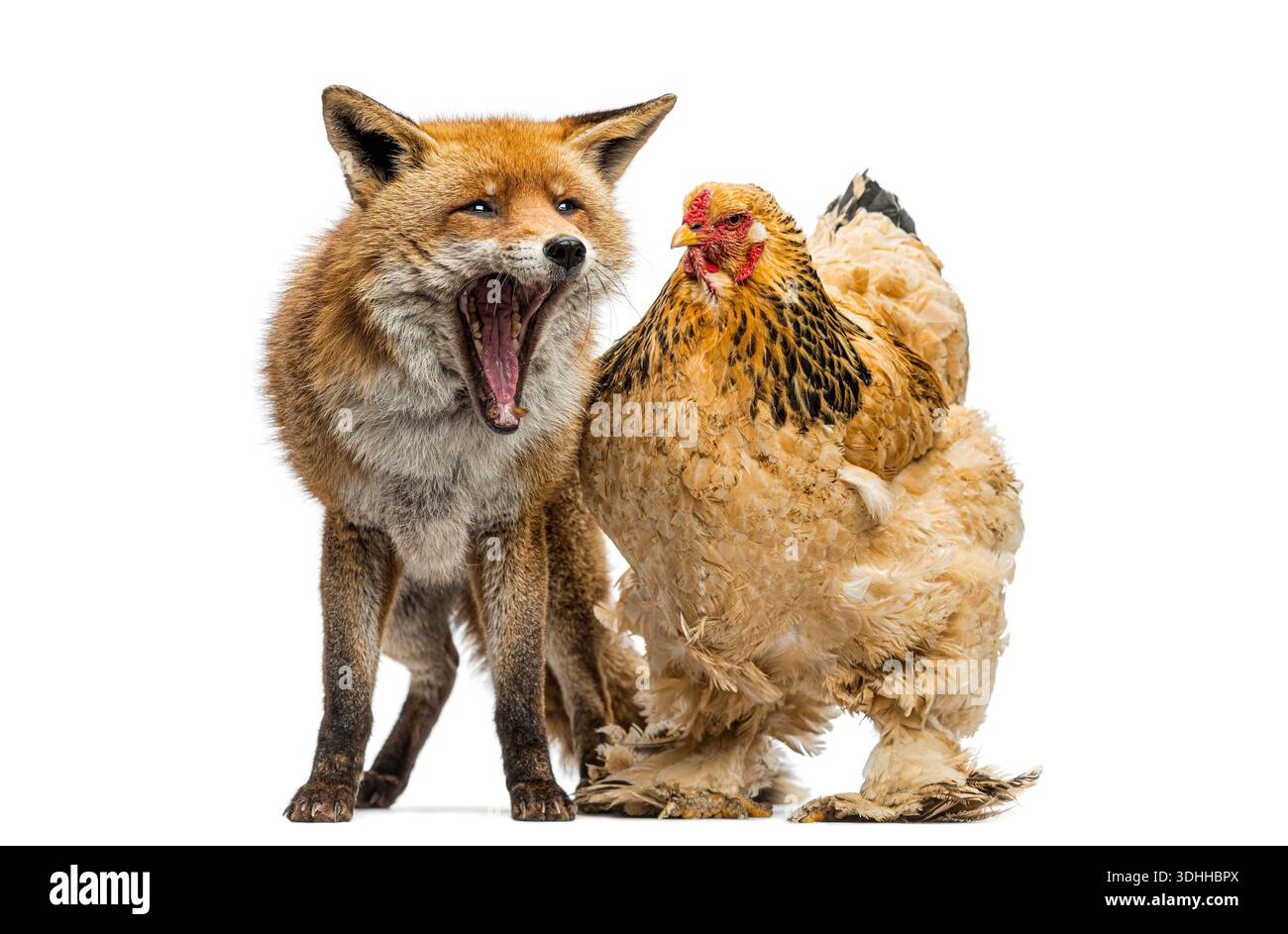 Predator prey behavior hi-res stock photography and images - Alamy