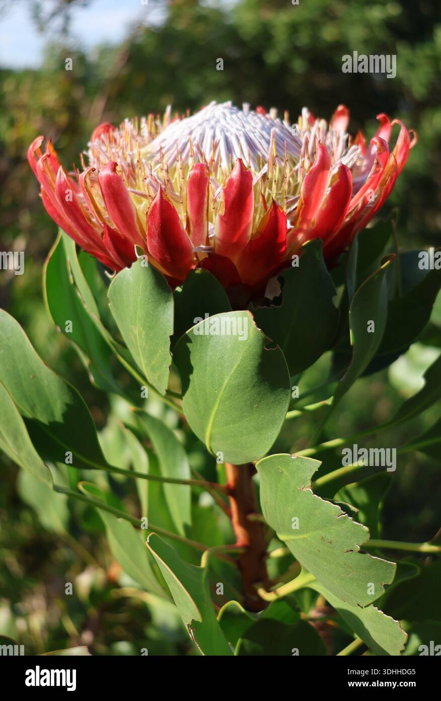 A stunning King Protea in full, majestic bloom at Kirstenbosch National ...