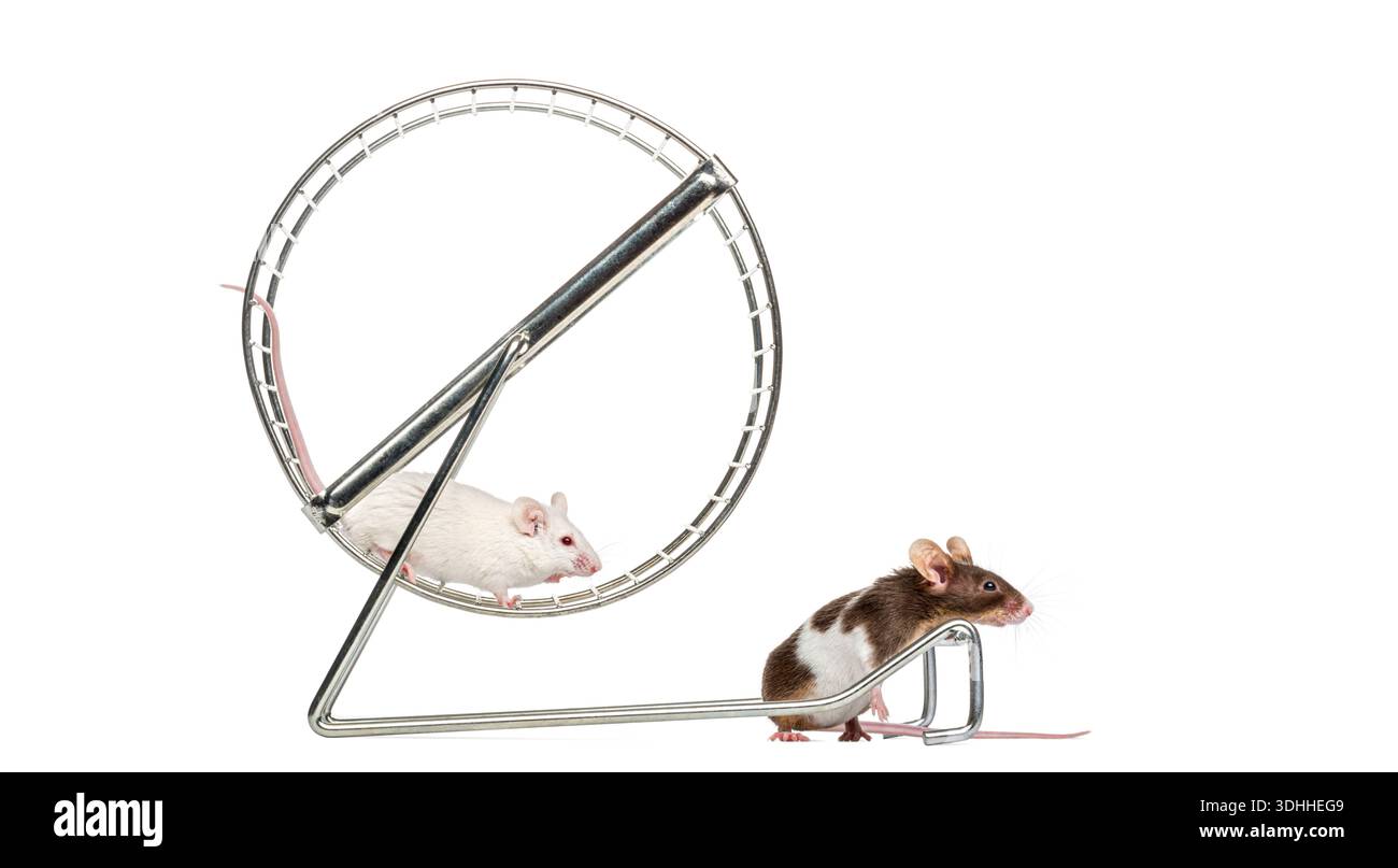 Two laboratory mice using a metal exercise wheel against a clean white ...
