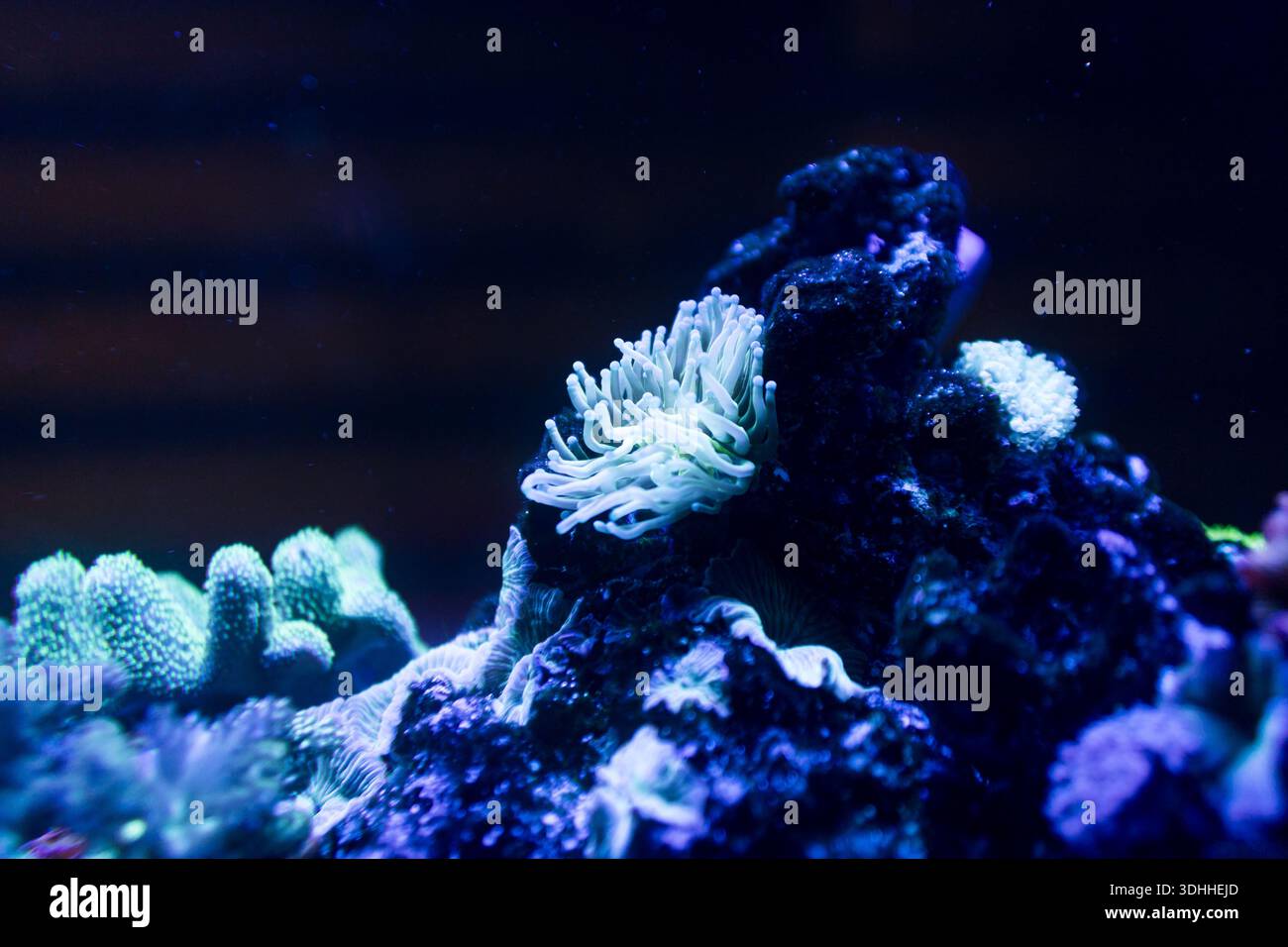 Small corals reef inside hi-res stock photography and images - Alamy