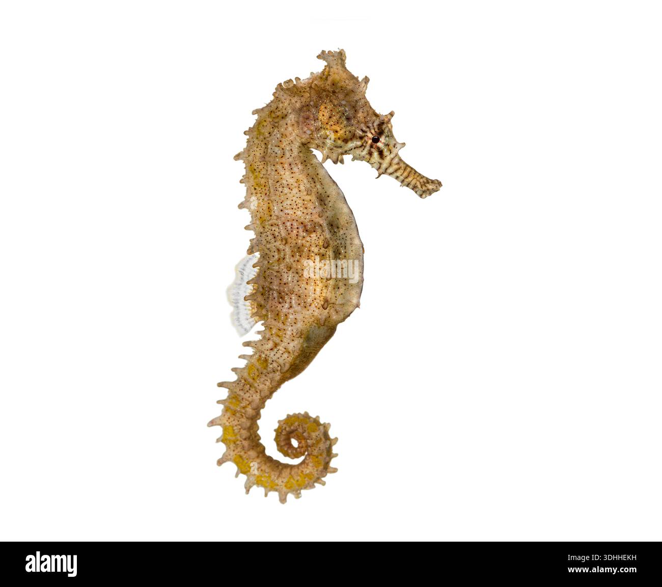 Common Seahorse, Hippocampus kuda, animal displaying unique body shape ...