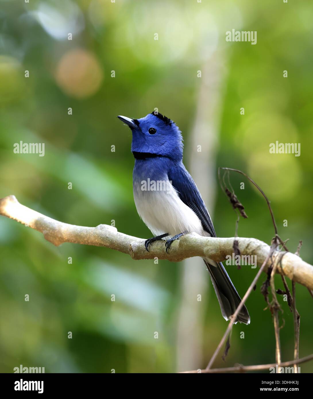 Black naped monarch male hi-res stock photography and images - Alamy