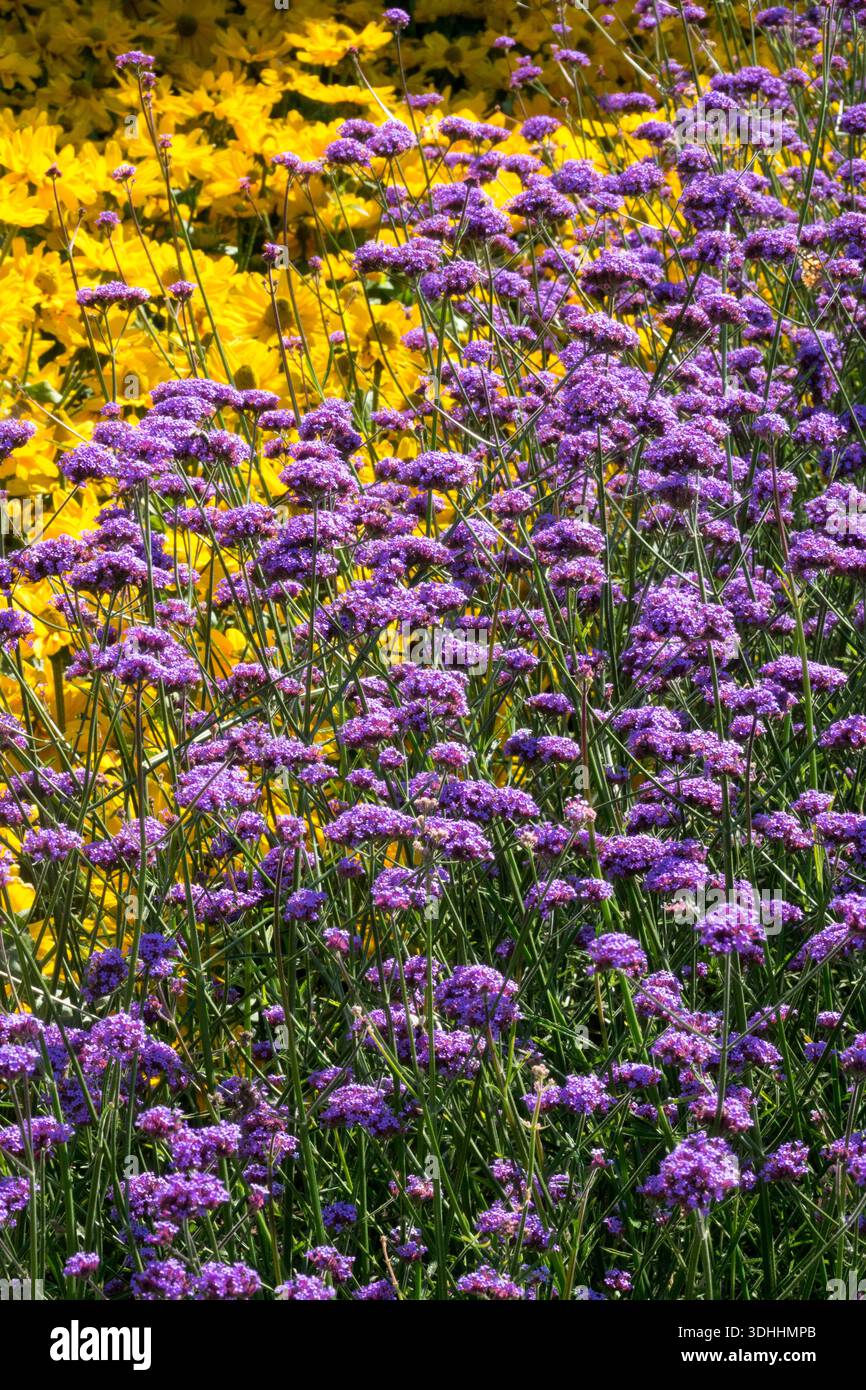 Verbena bonariensis Purple Top, Vervain Stock Photo - Alamy