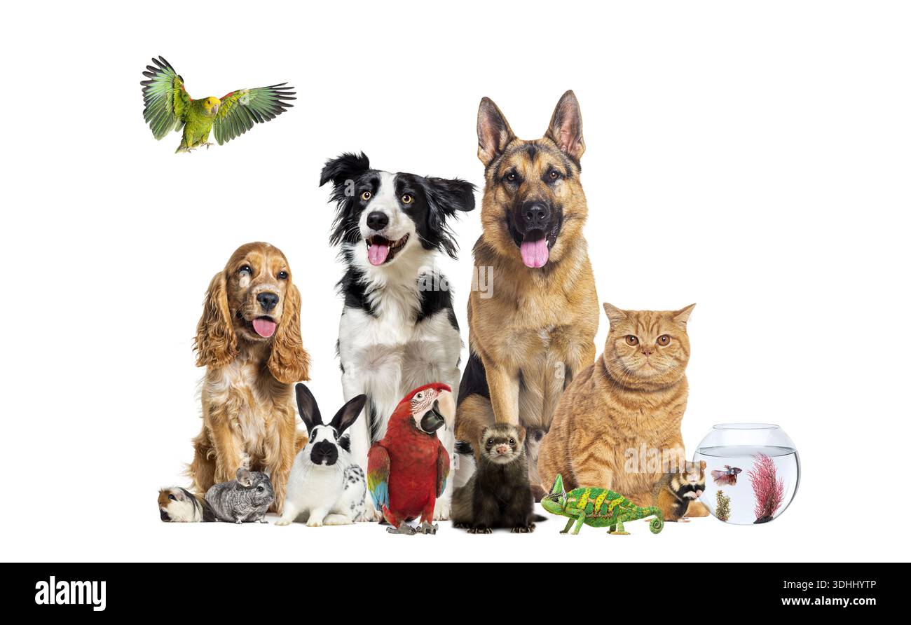 Domestic animals including dogs hi-res stock photography and images - Alamy