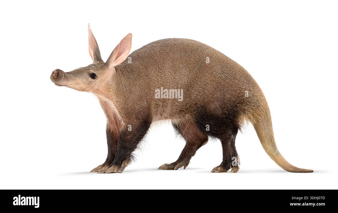 Aardvark orycteropus afer walks hi-res stock photography and images - Alamy