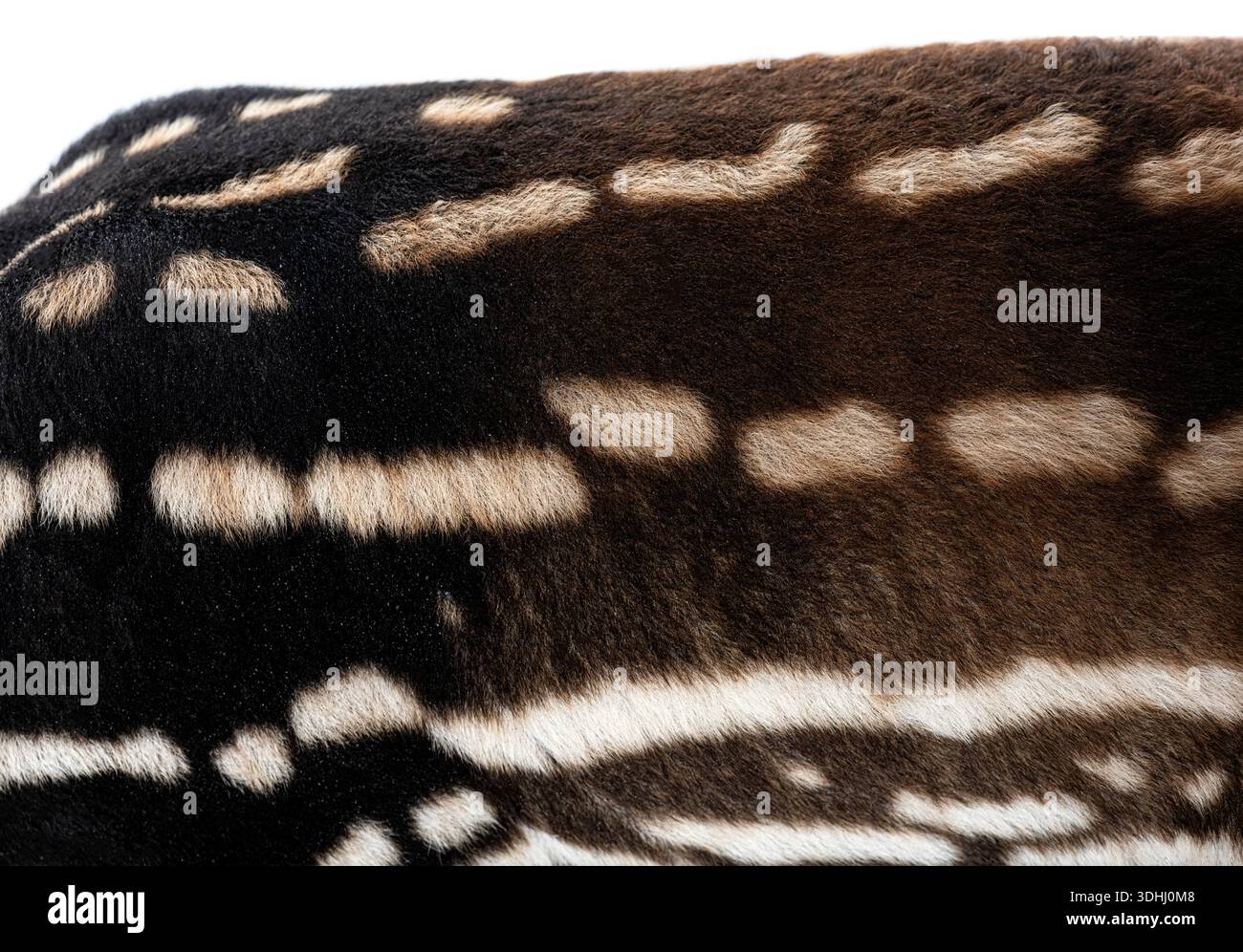 Its distinctive markings on full hi-res stock photography and images ...