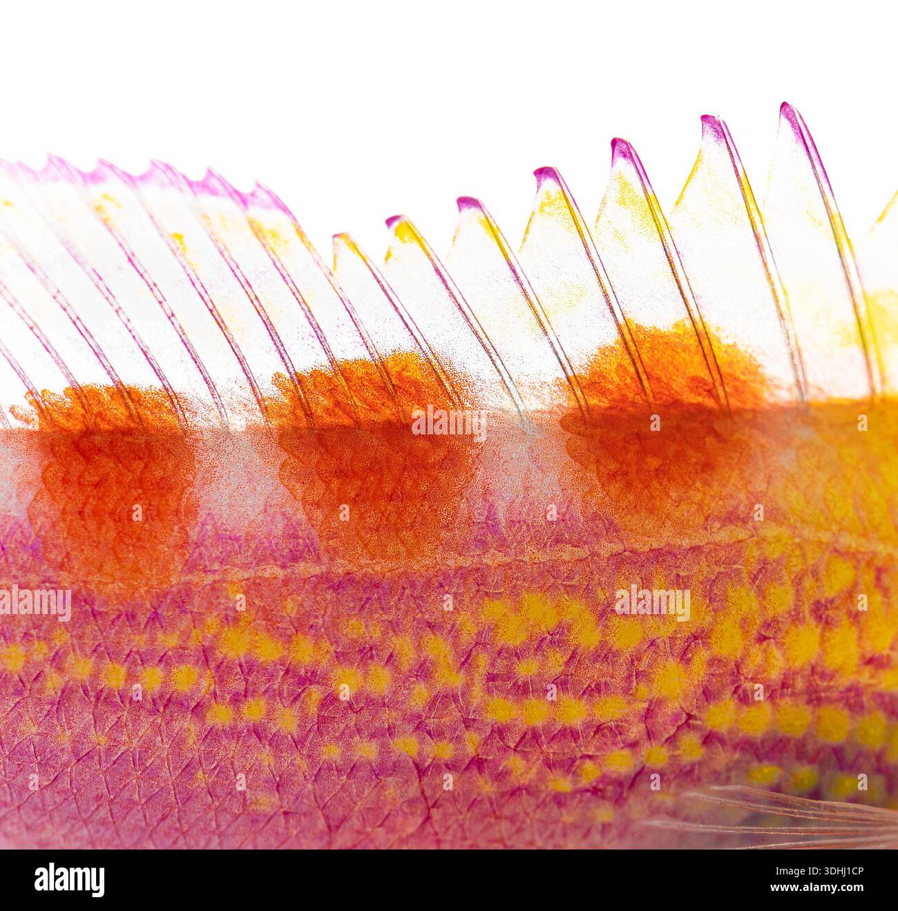 Intricate fin structure hi-res stock photography and images - Alamy