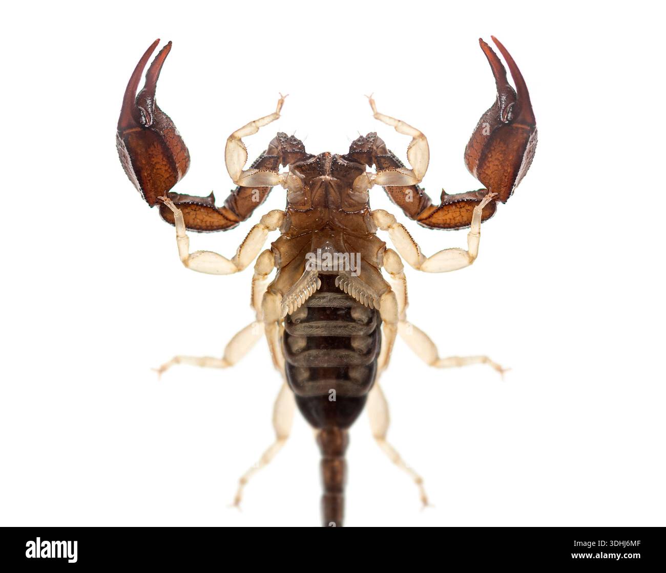 European yellow tailed scorpion underside, showing ventral view of ...
