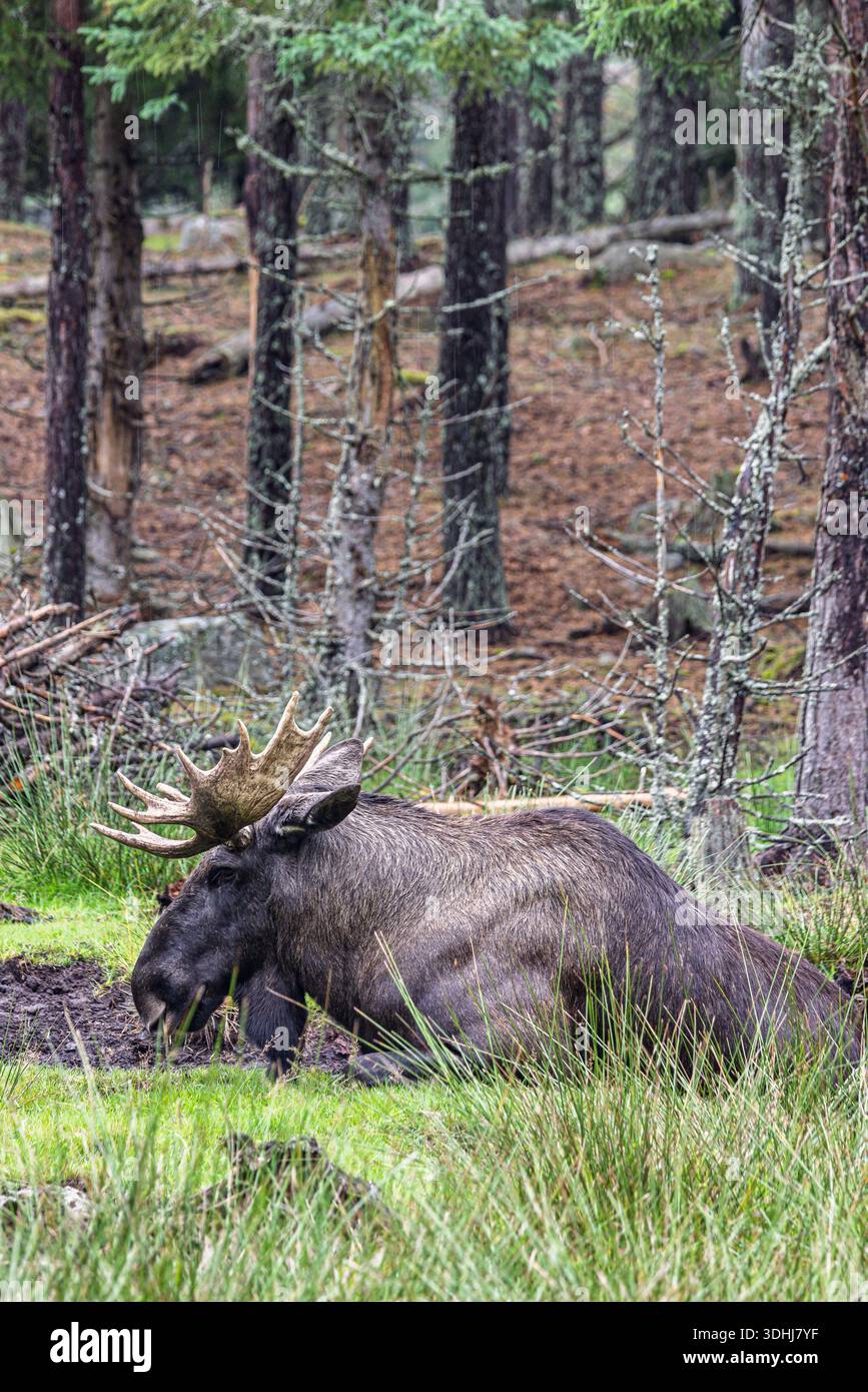 Male Moose with big antlers resting between trees in a forest. Calm ...