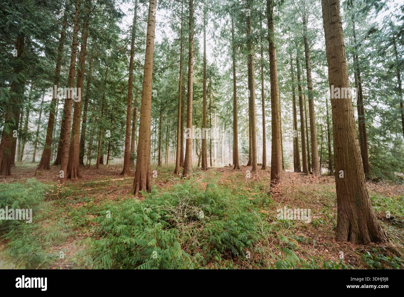 Tall spruce trees in a misty evergreen forest in winter. Wide angle ...