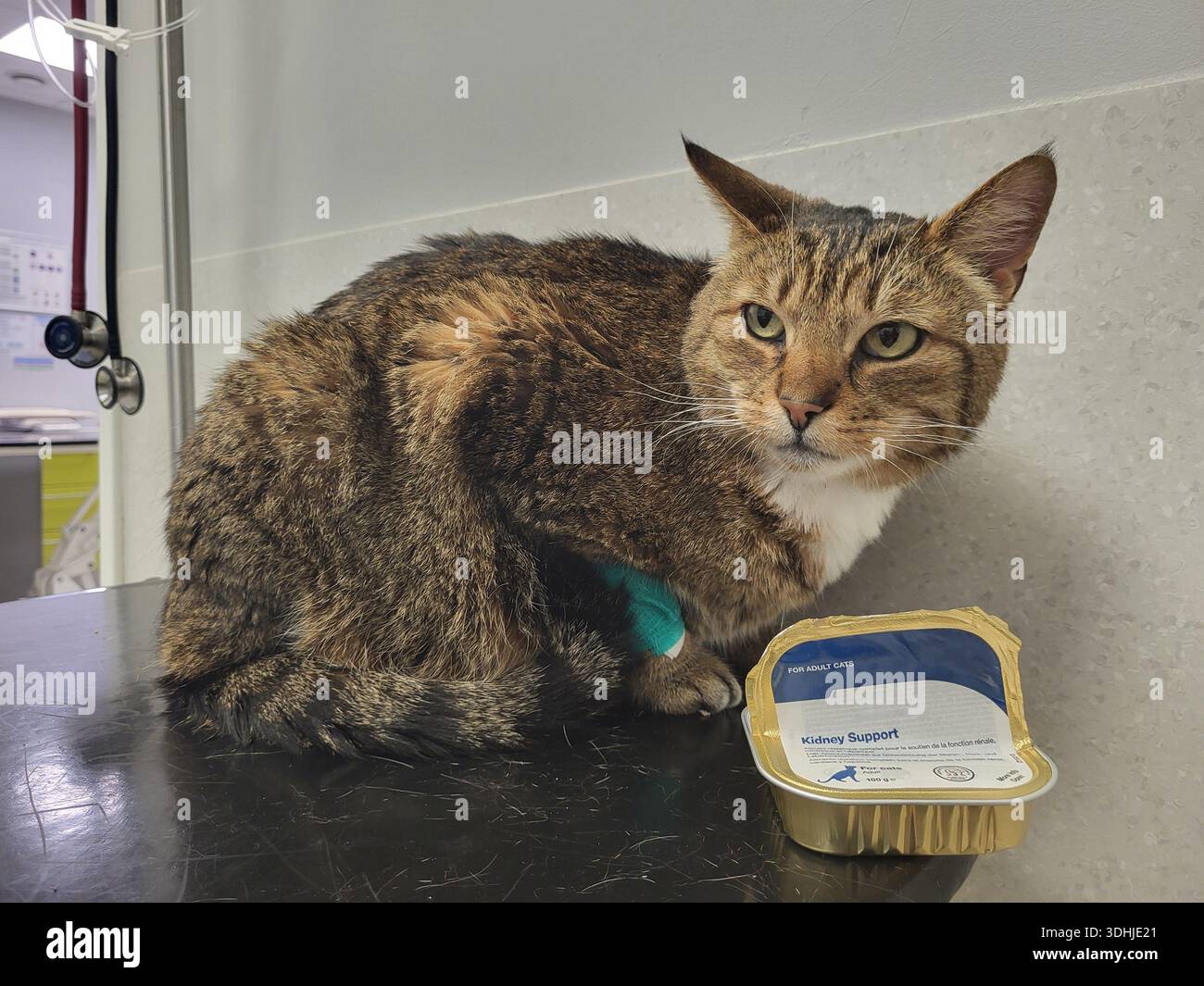 Caring for beloved pets: sick cat with a bandaged paw refusing food in ...