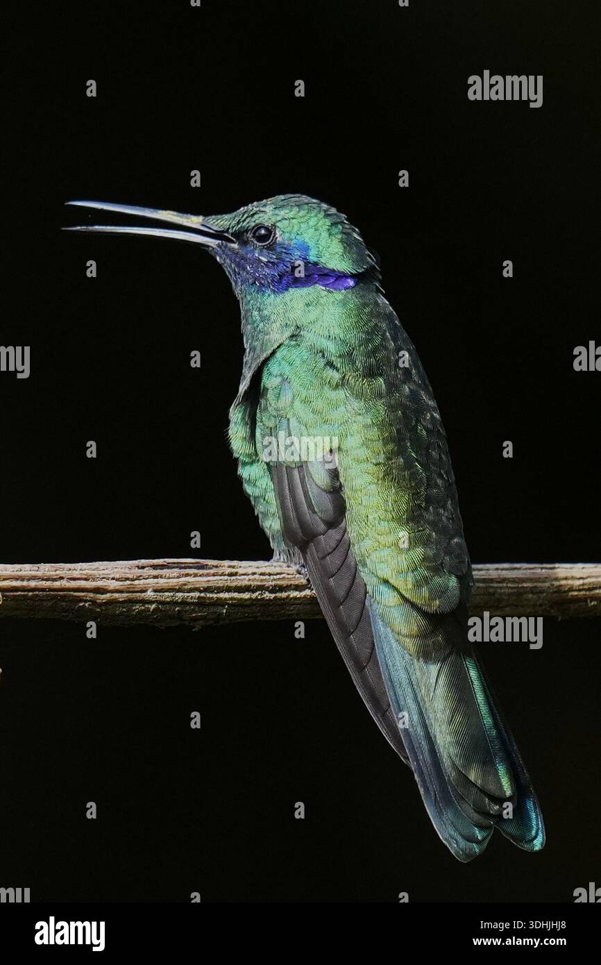 A Sparkling Violetear hummingbird perches at the Yanacocha Reserve in ...